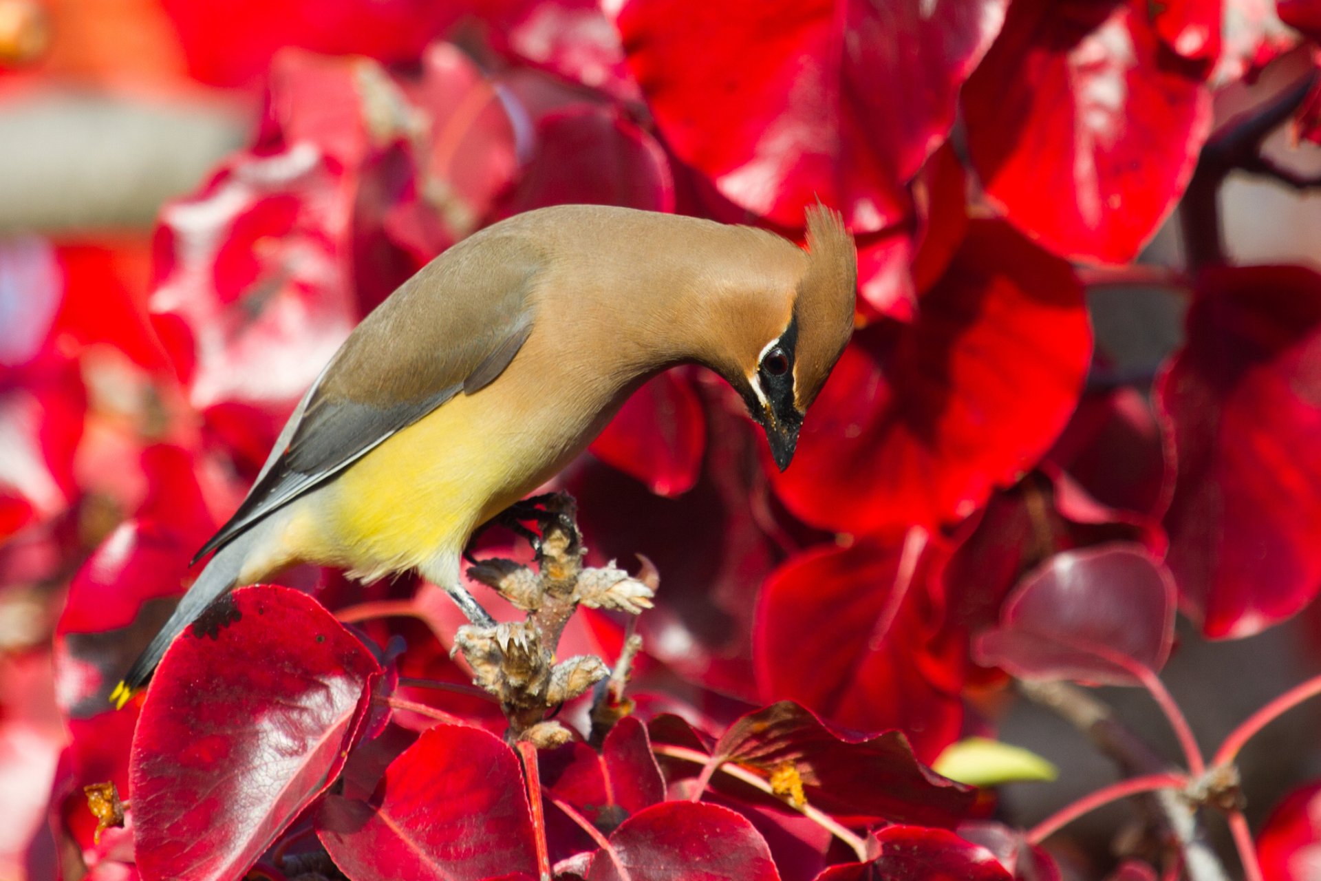 Download Leaf Bird Animal Waxwing HD Wallpaper | 2048x1365 | Wallpaper ...