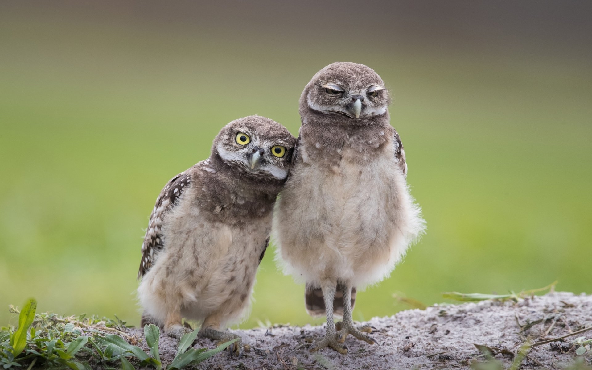 Charming Owl Duo - HD Wallpaper by Greg Barsh