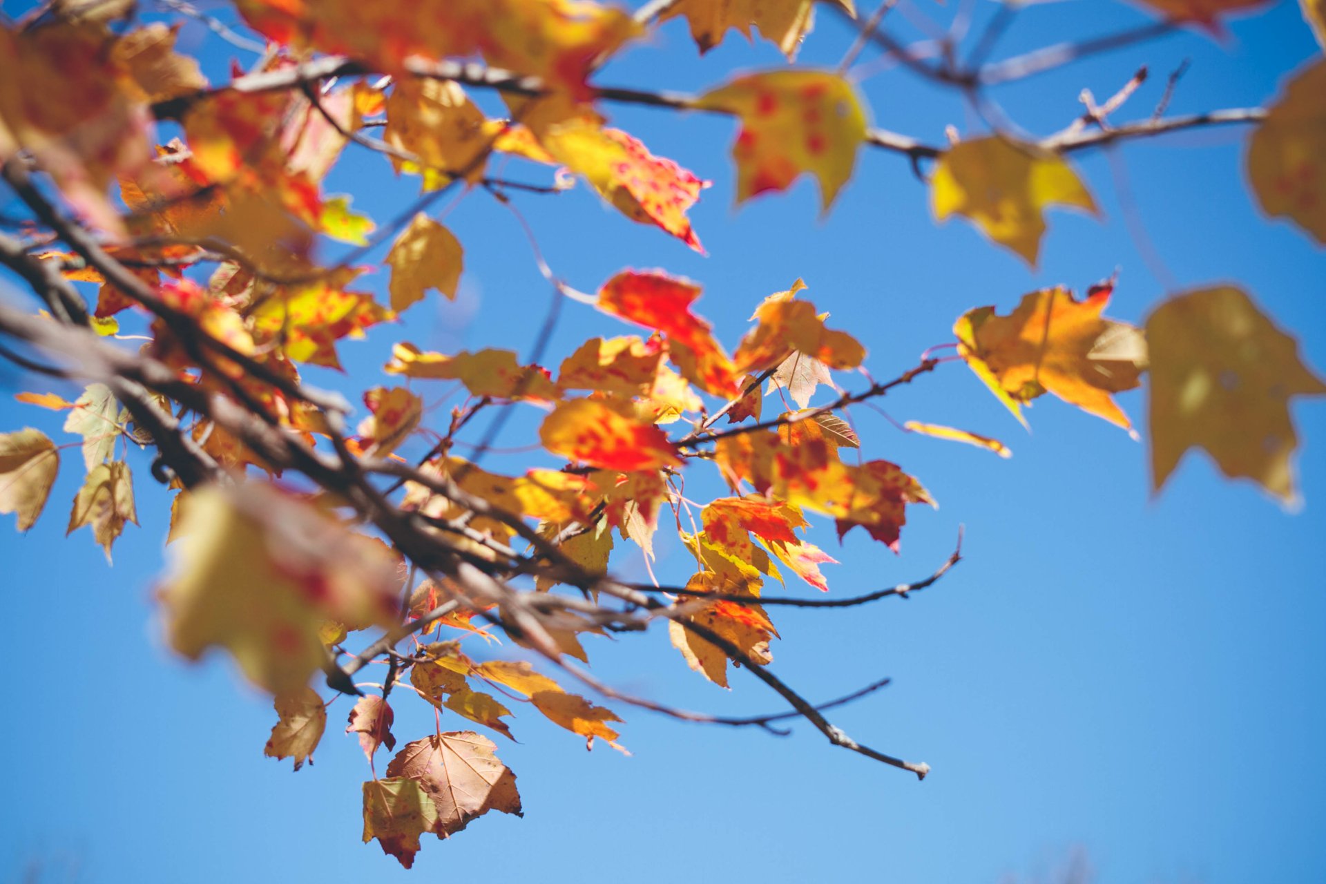 Download Branch Leaf Nature Fall 4k Ultra HD Wallpaper | 3888x2592 ...