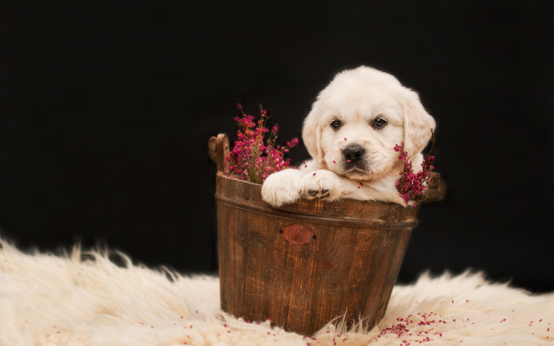 Golden Retriever Puppy — 4K Ultra HD Wallpaper | 4752x2970 | Wallpaper ...