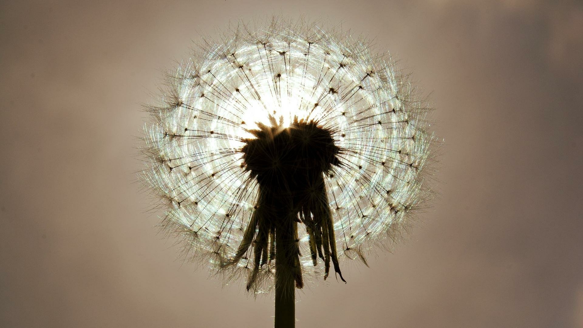 Download Macro White Flower Nature Dandelion HD Wallpaper