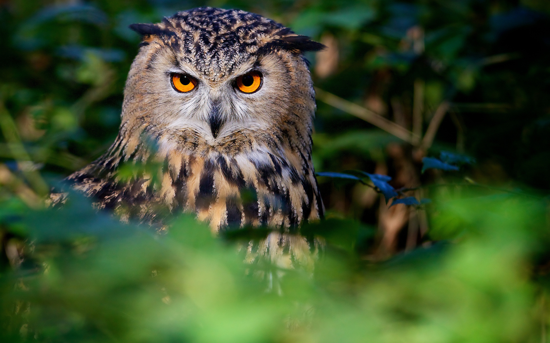 Download Stare Eye Bird Animal Owl HD Wallpaper