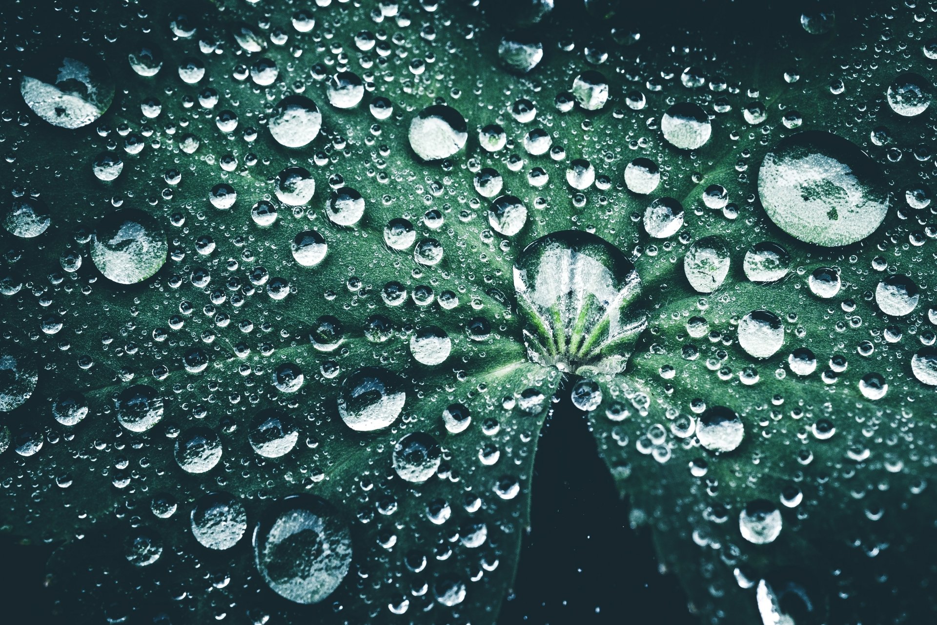 Nature Water Drop 4k Ultra HD Wallpaper
