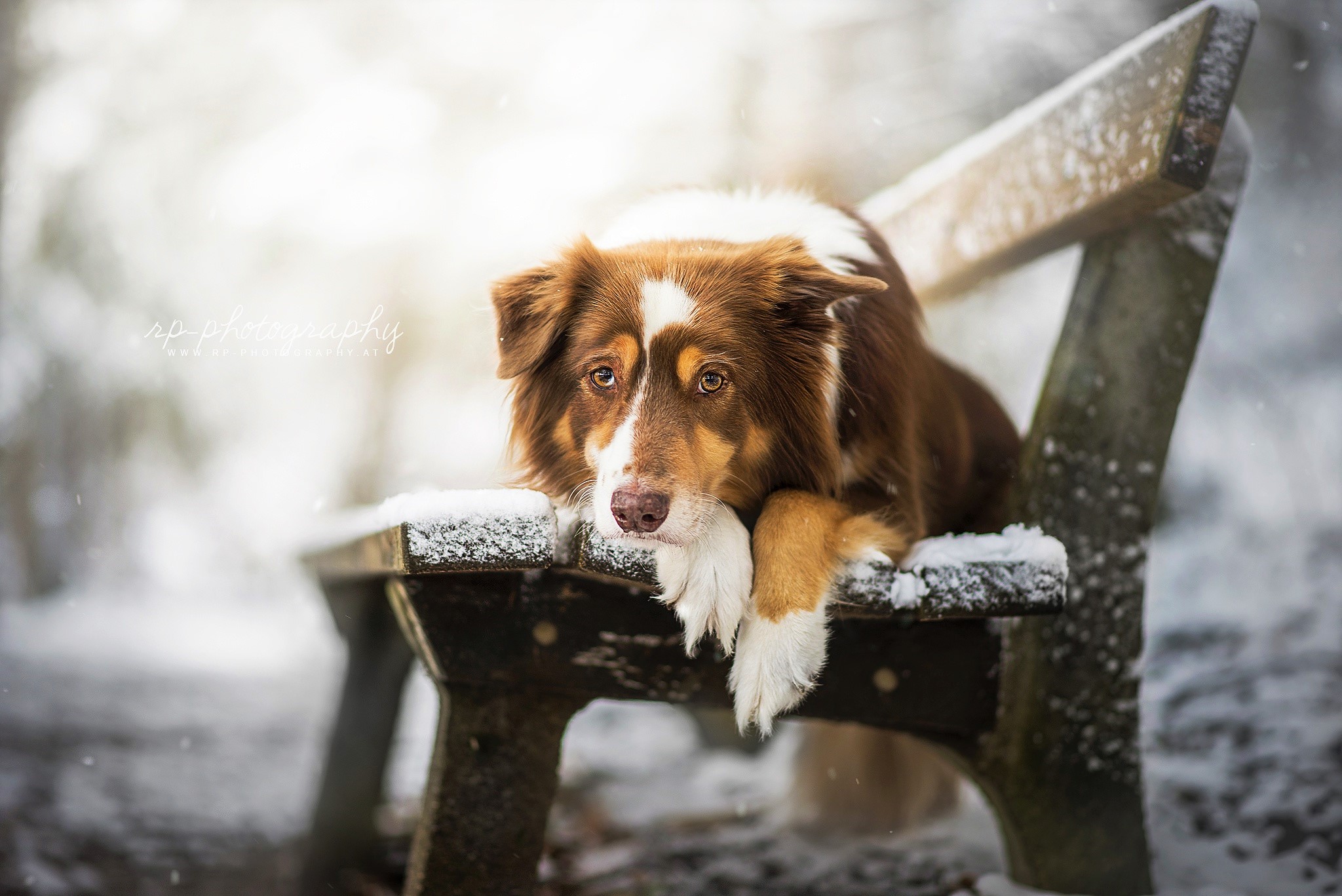 Border Collie on Winter Bench by Wolfskuss