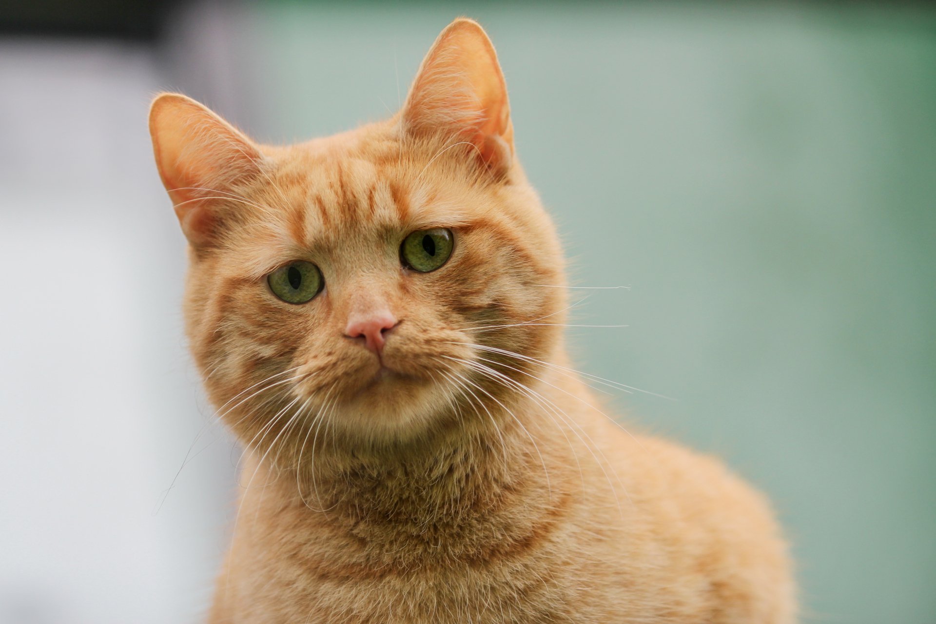 4K Ultra HD Majestic Cat Portrait Wallpaper by Camilla Toldevar Nielsen