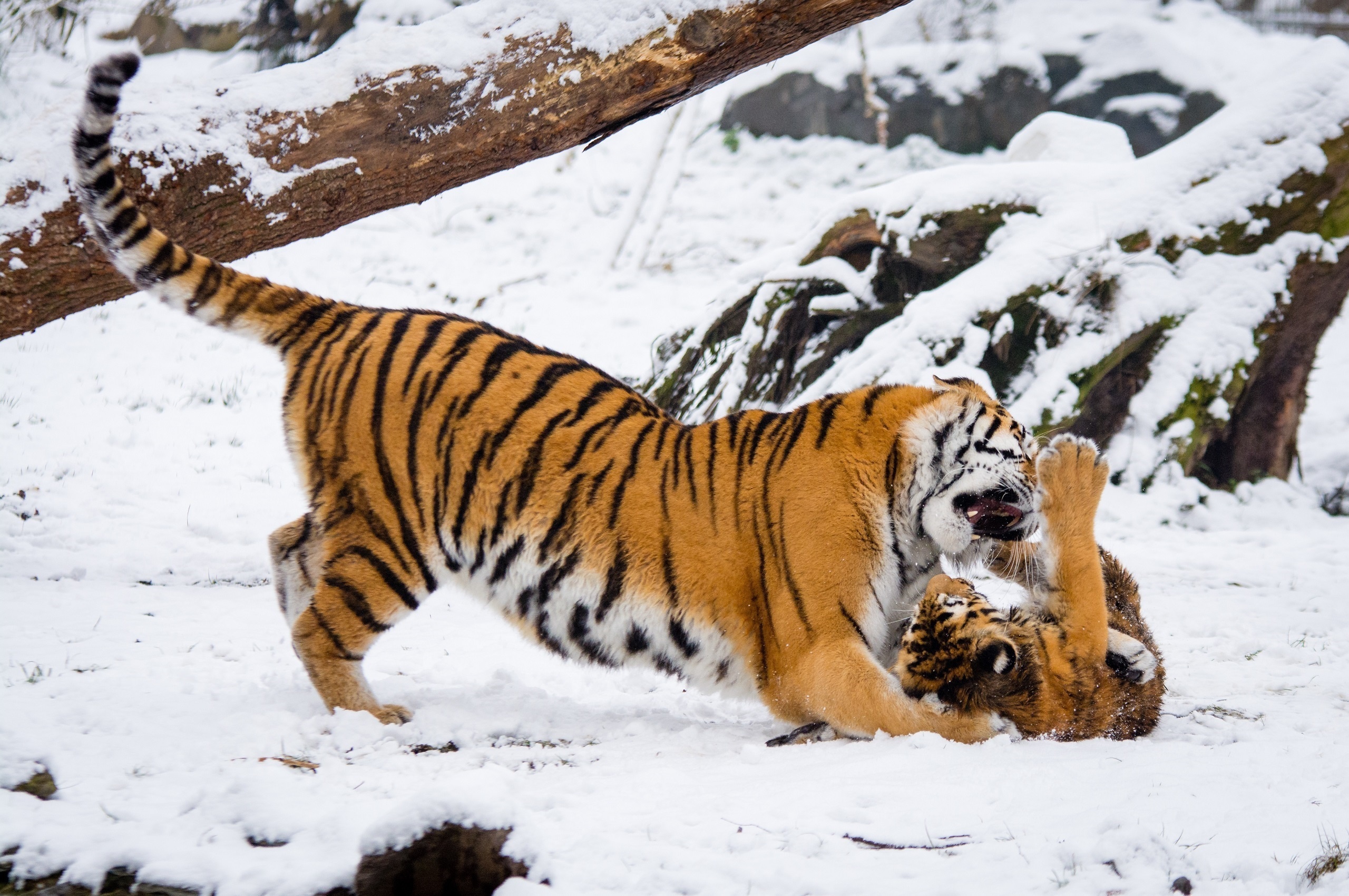Download Baby Animal Cub Snow Winter Playing Animal Tiger HD Wallpaper