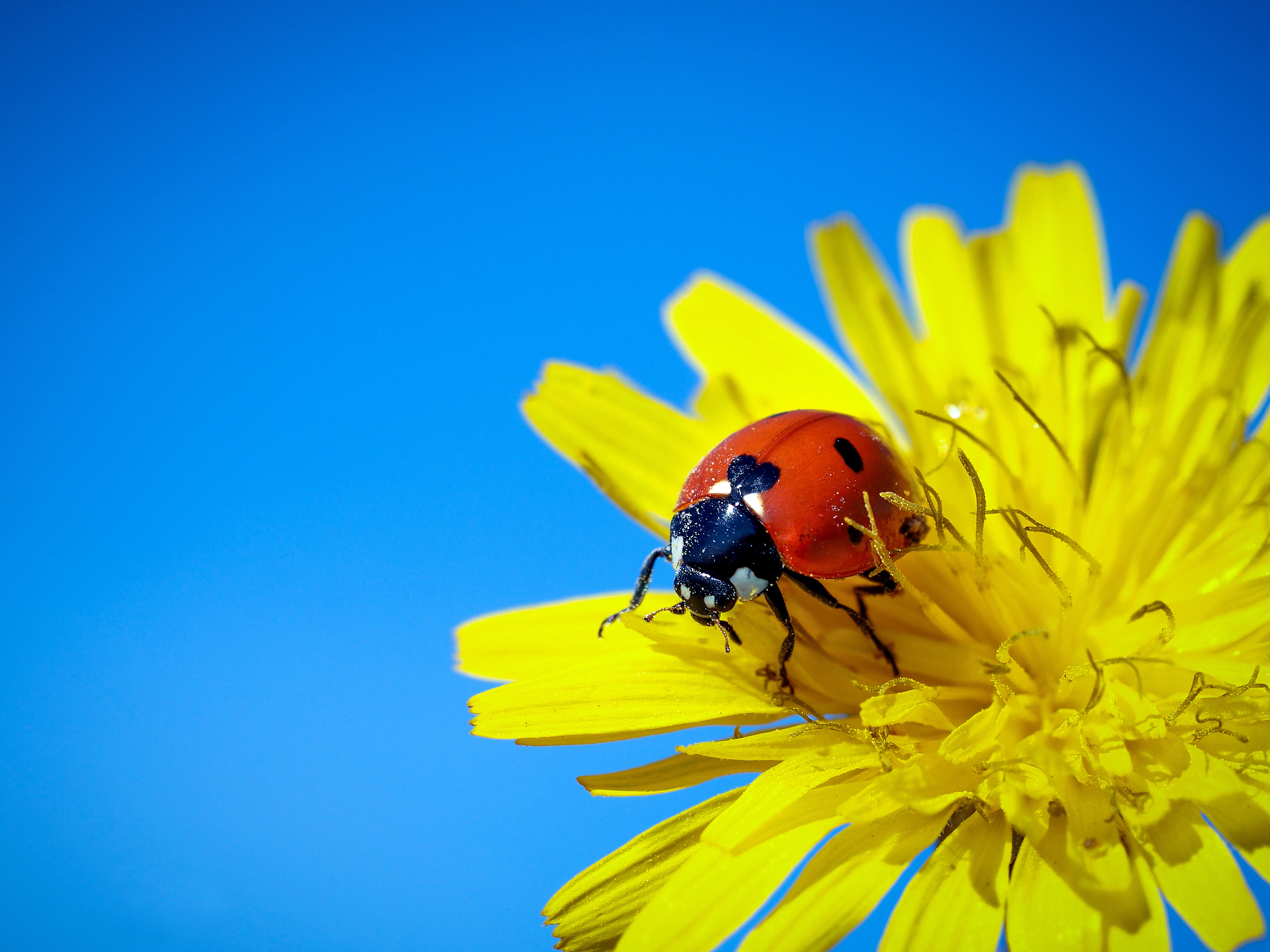 Download Yellow Flower Macro Insect Flower Animal Ladybug 4k Ultra HD ...