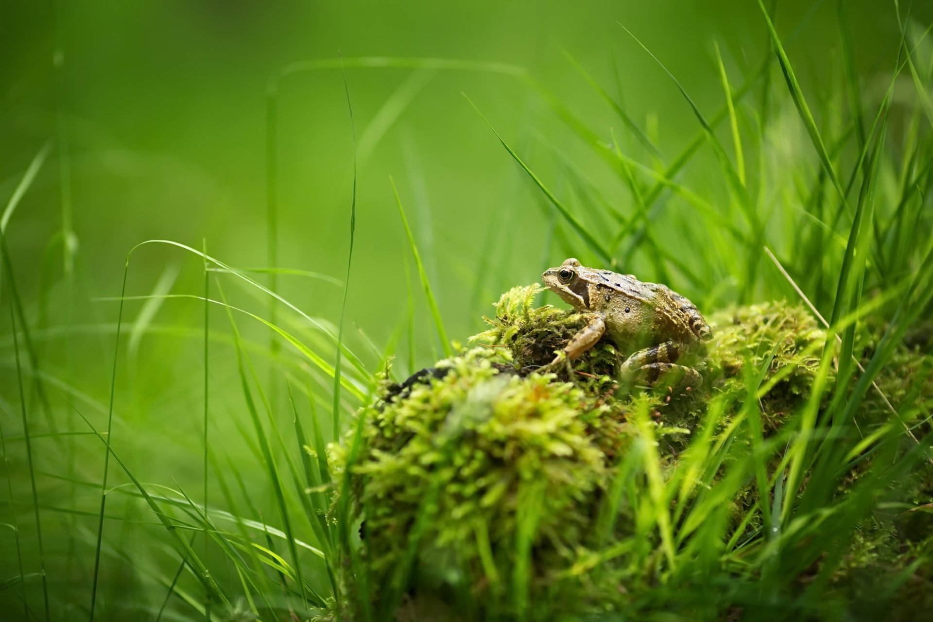 Animal Frog HD Wallpaper