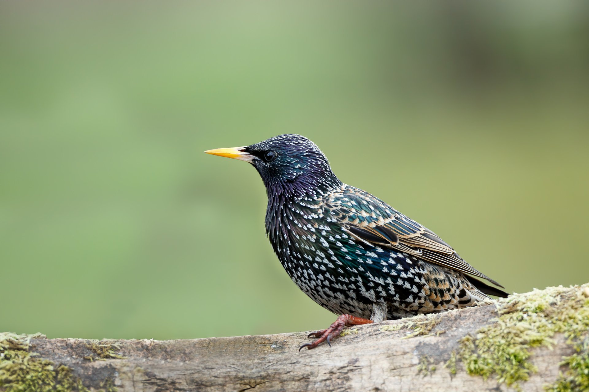 Stunning HD Starling Wallpaper: Nature’s Speckled Marvel in Focus