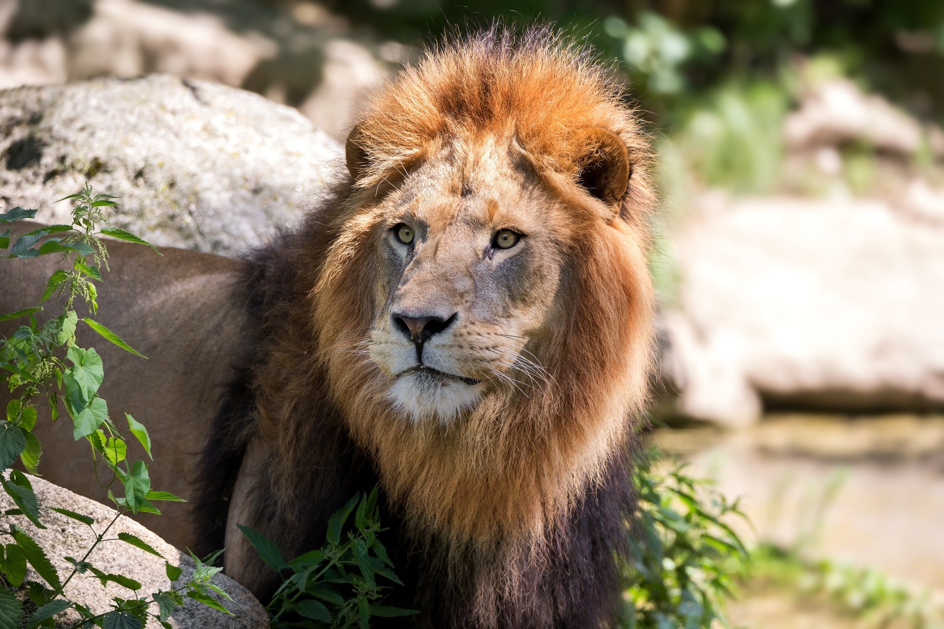 Majestic Lion — 5K Ultra HD Wildlife Wallpaper | 5472x3648 | Wallpaper ...