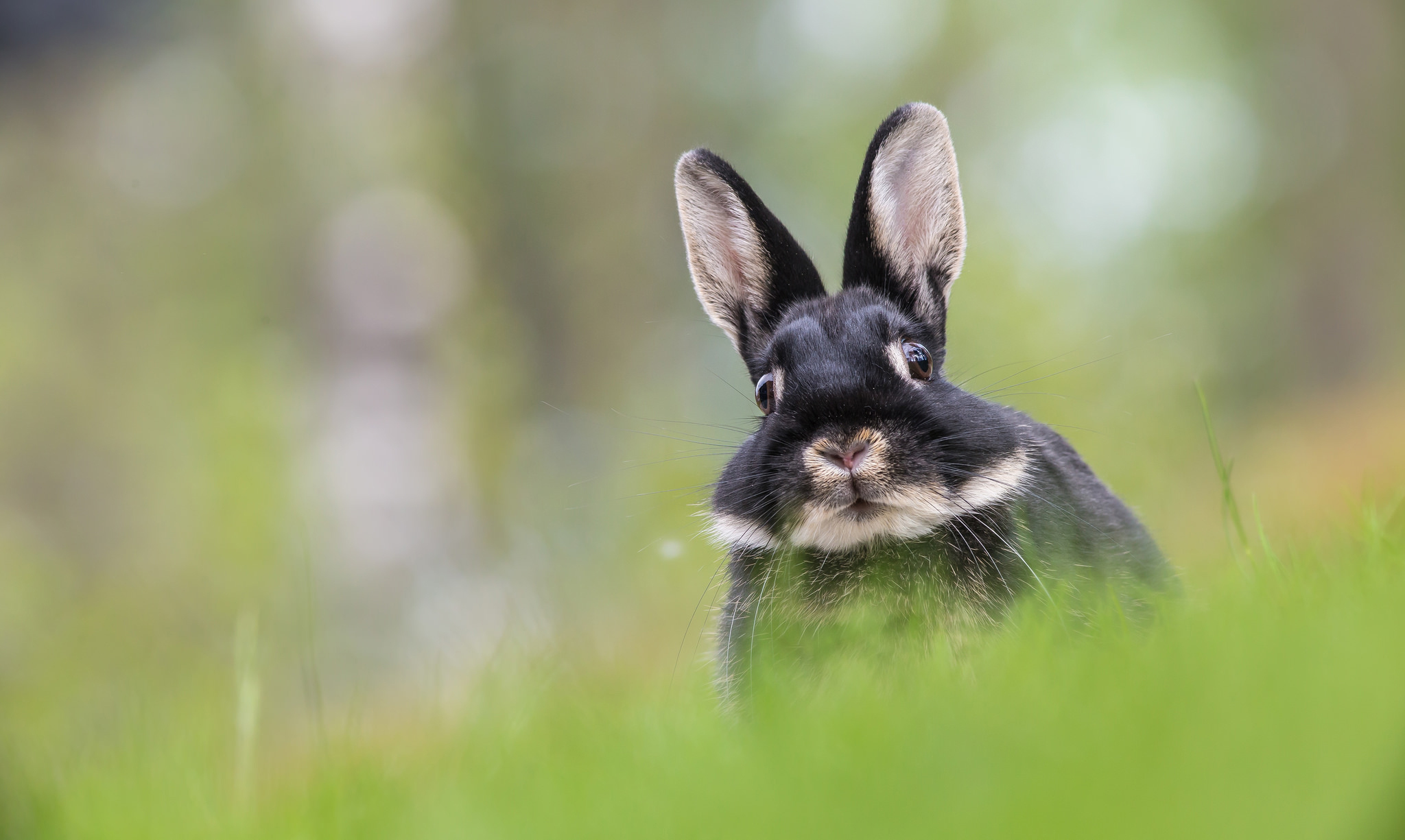 Download Depth Of Field Stare Animal Rabbit HD Wallpaper