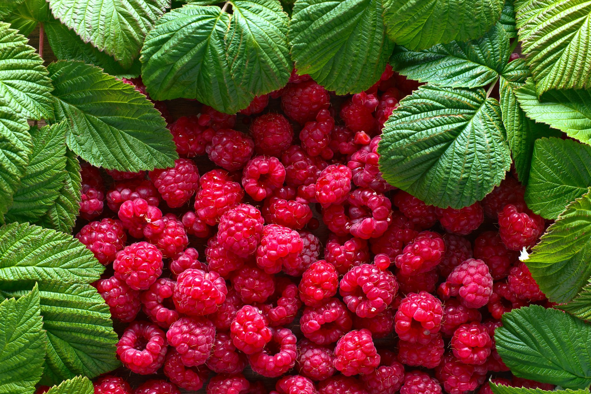 Download Berry Fruit Food Raspberry 4k Ultra HD Wallpaper