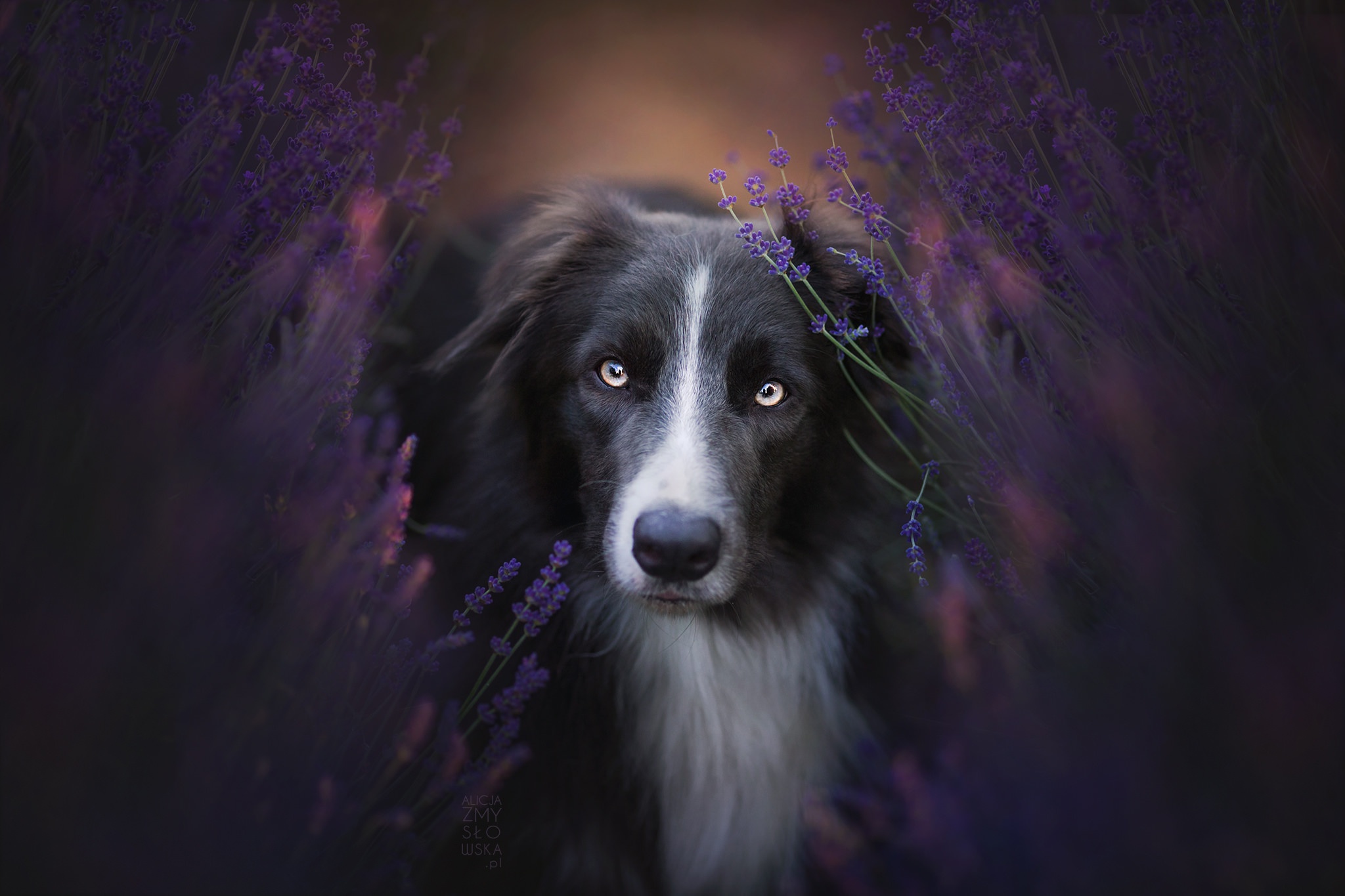 Download Stare Purple Flower Dog Animal Border Collie HD Wallpaper by ...