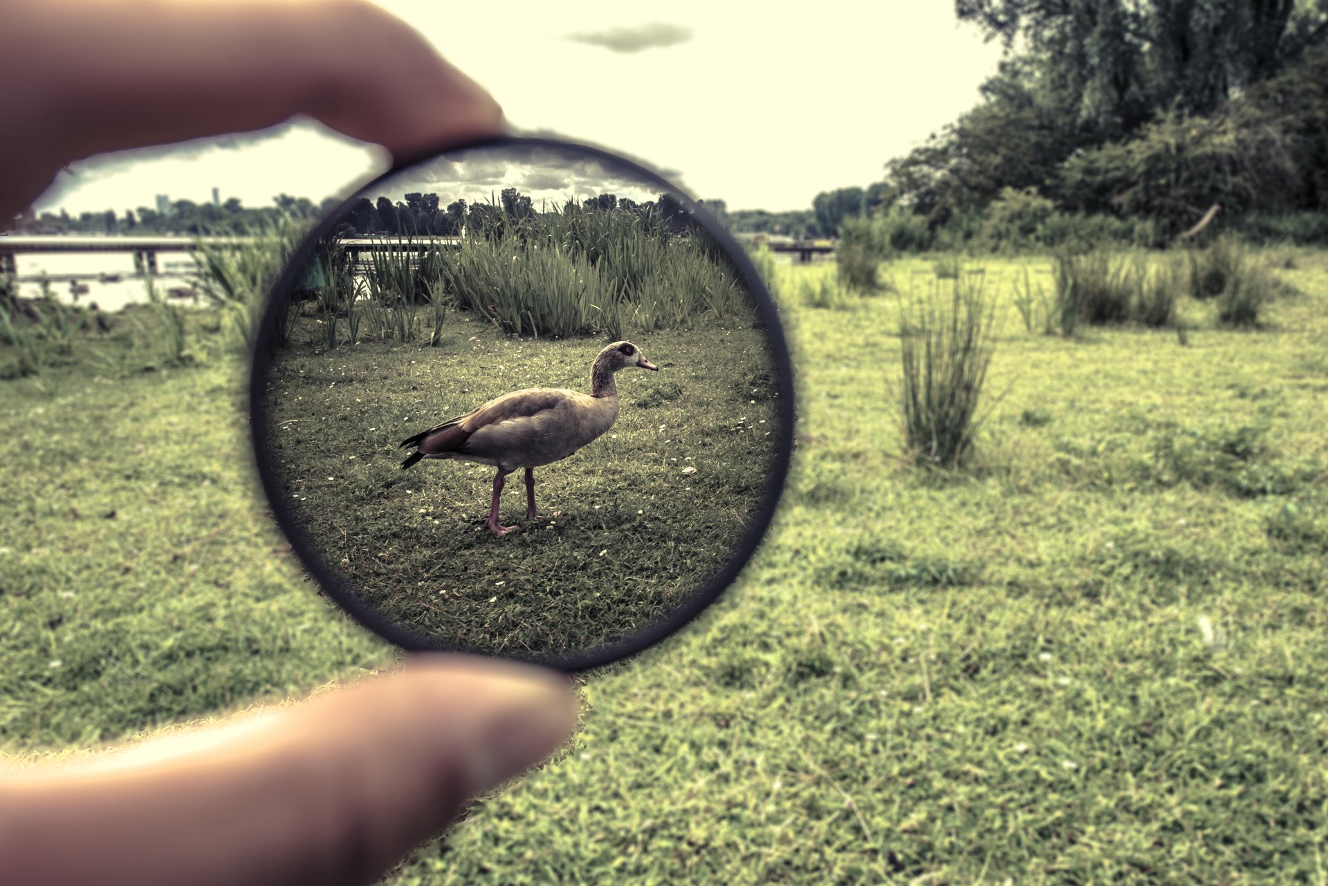 Download Lens Animal Goose 4k Ultra HD Wallpaper