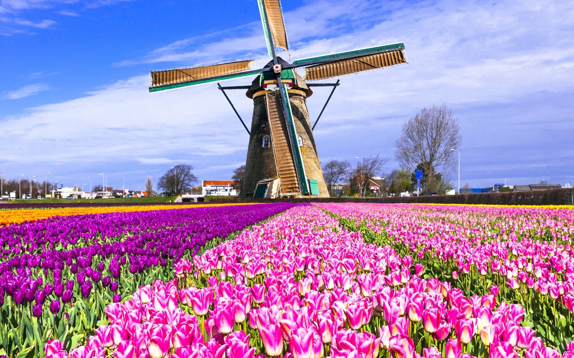 Download Field Pink Flower Tulip Mill Flower Man Made Windmill HD Wallpaper