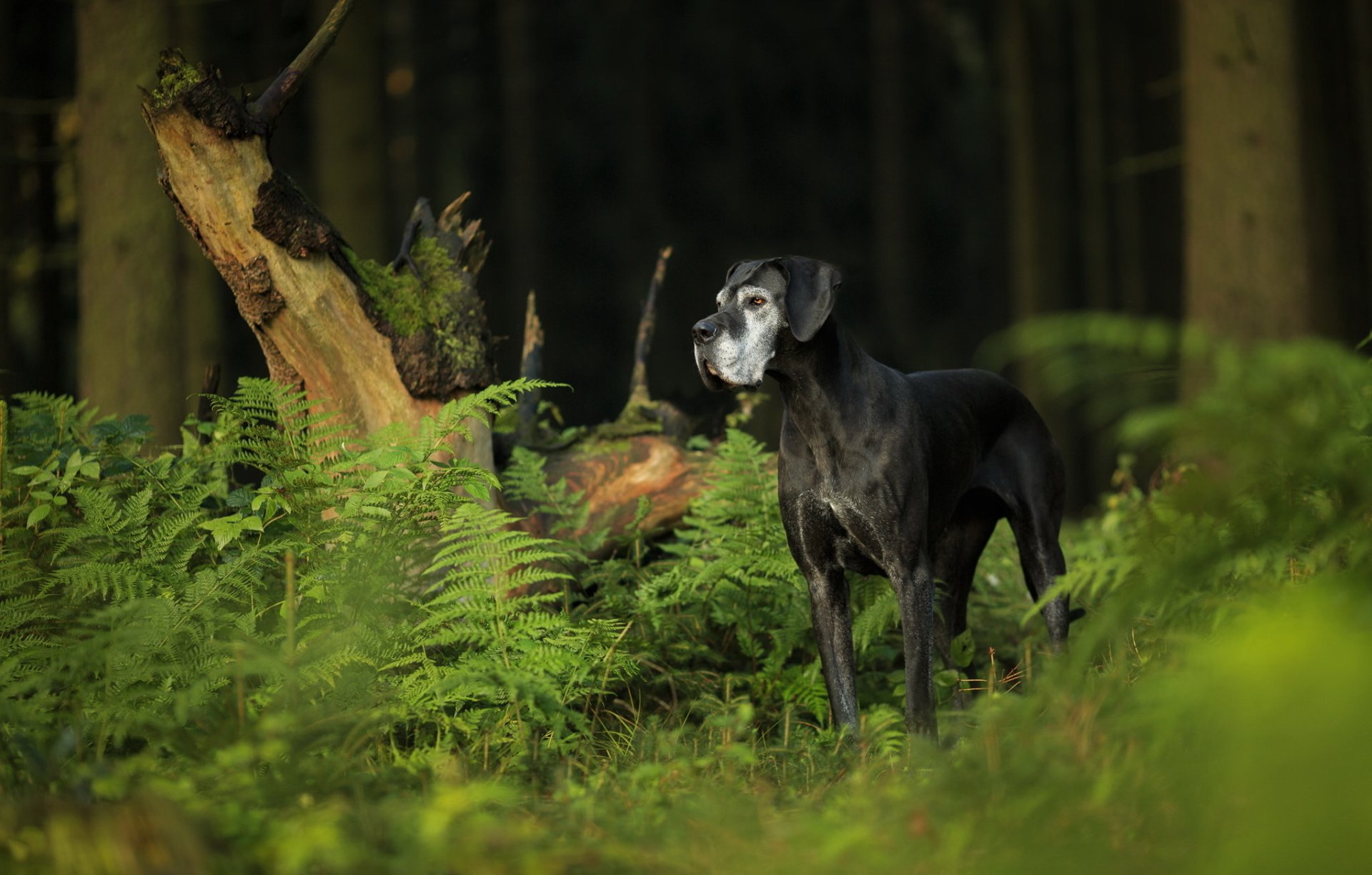 Majestic Great Dane Amidst Lush Ferns – Stunning Nature HD Wallpaper