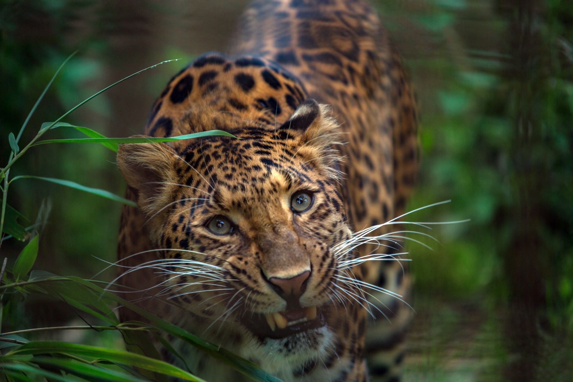 Majestic Leopard HD Wallpaper: Wild Beauty in Focus