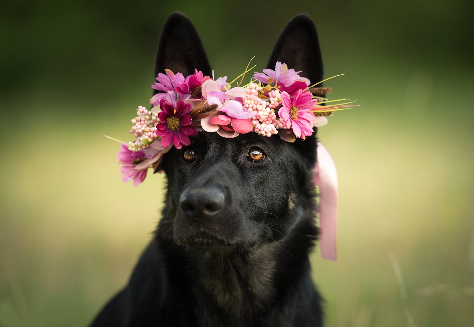 Majestic German Shepherd with a Vibrant Floral Wreath – HD Animal Wallpaper