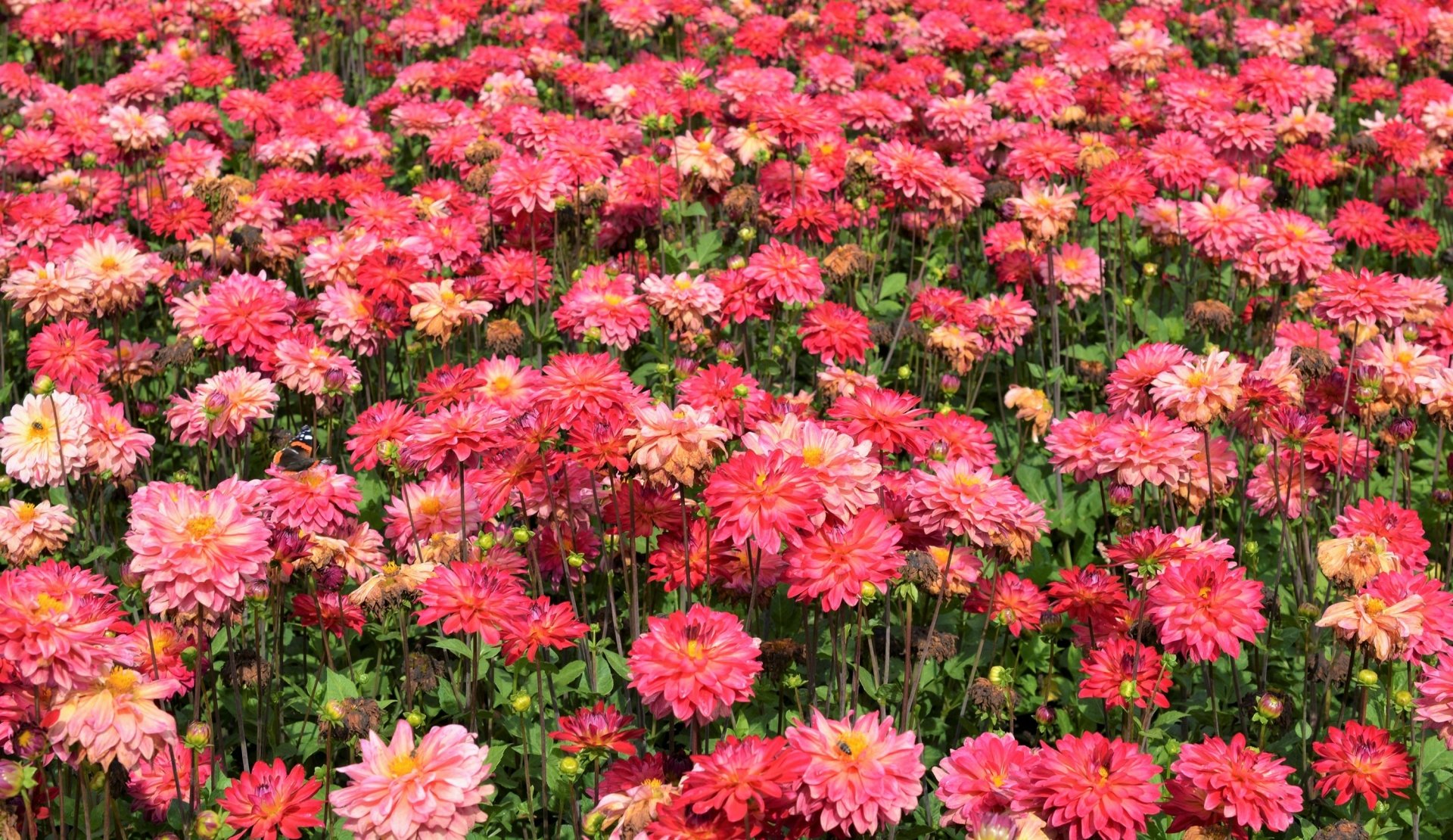 Download Pink Flower Field Flower Nature Dahlia HD Wallpaper