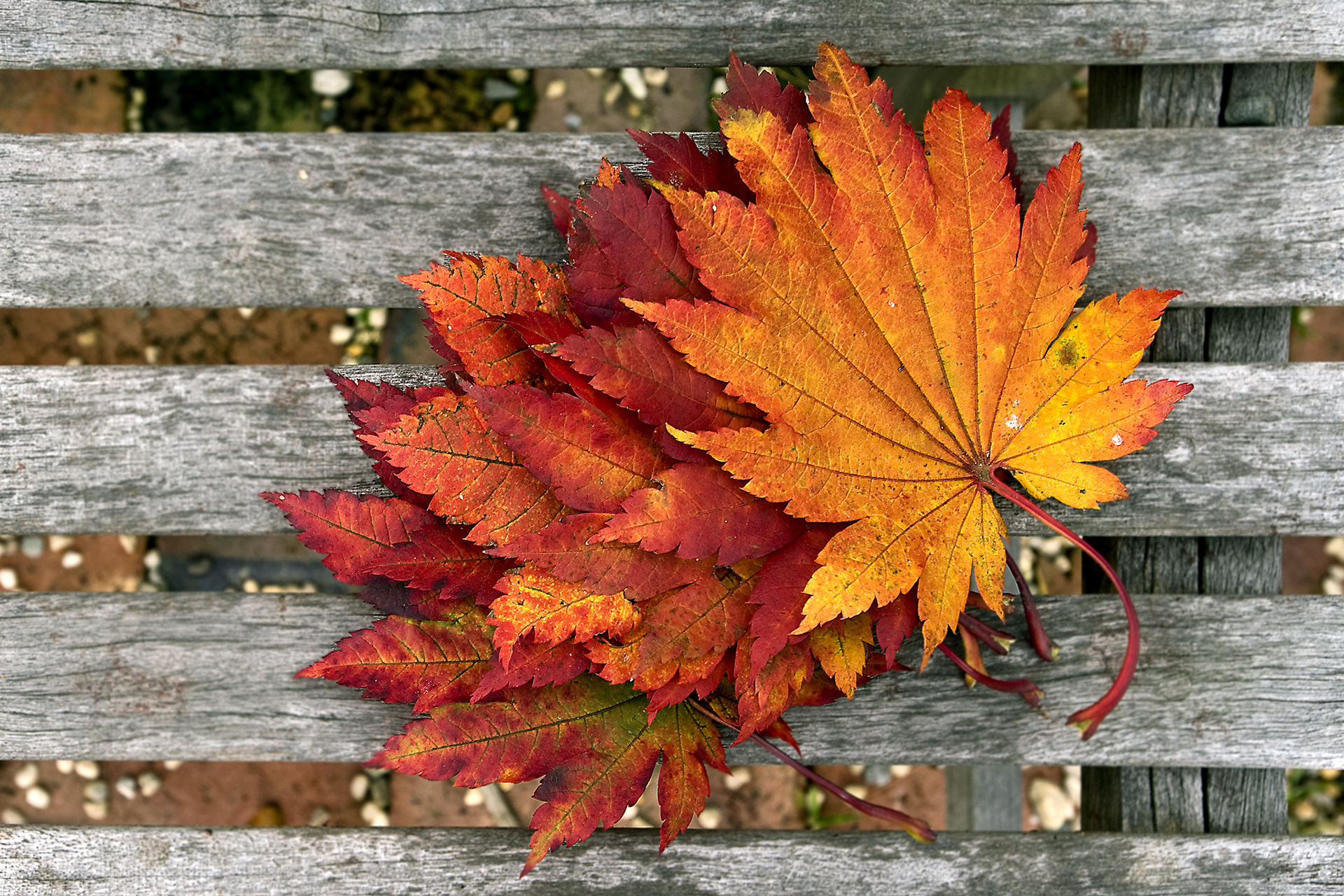 Fall Foliage on Wood Bench - HD Wallpaper