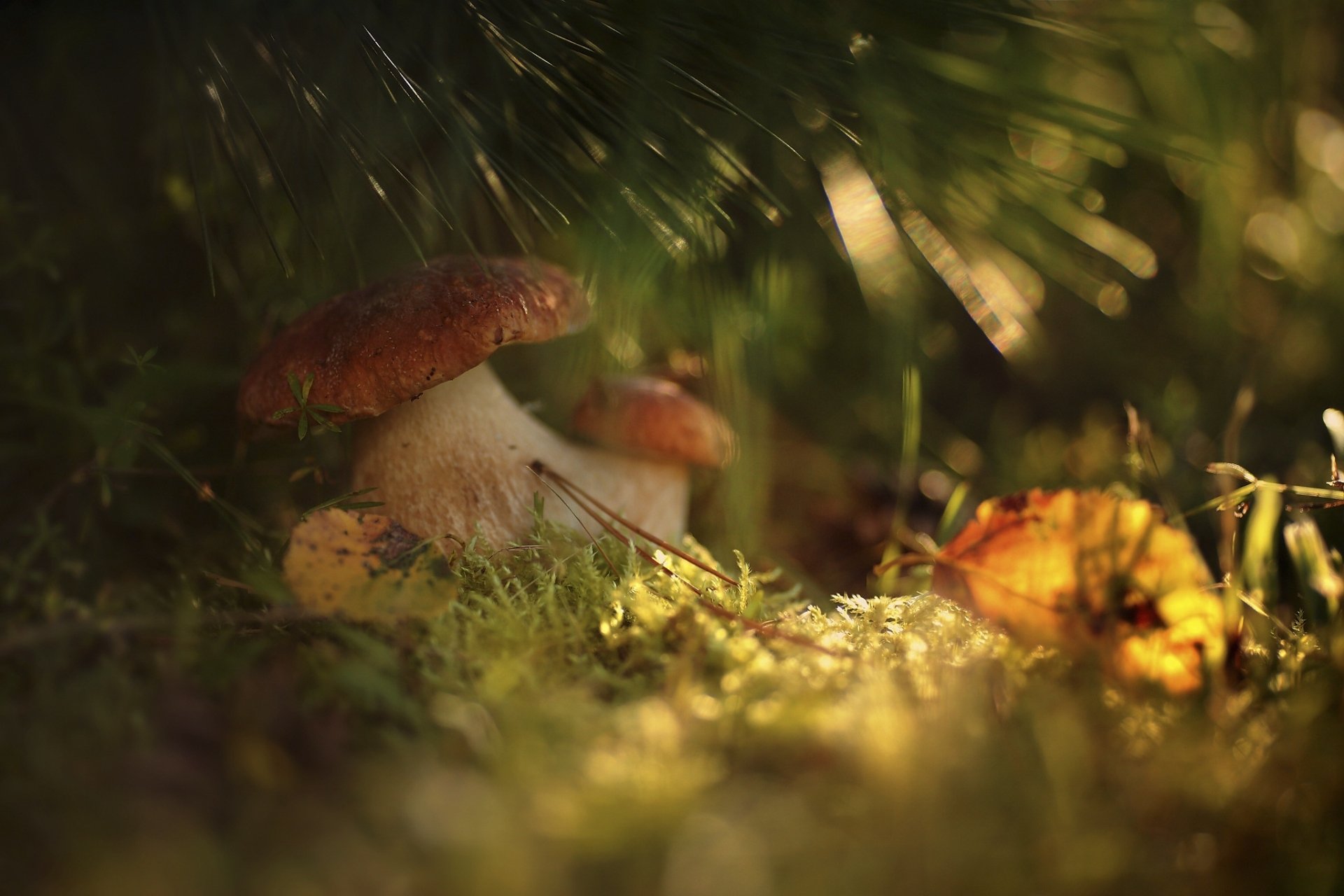 Mossy Autumn Nook — Close-Up Mushroom (HD Wallpaper) | 2048x1365 ...