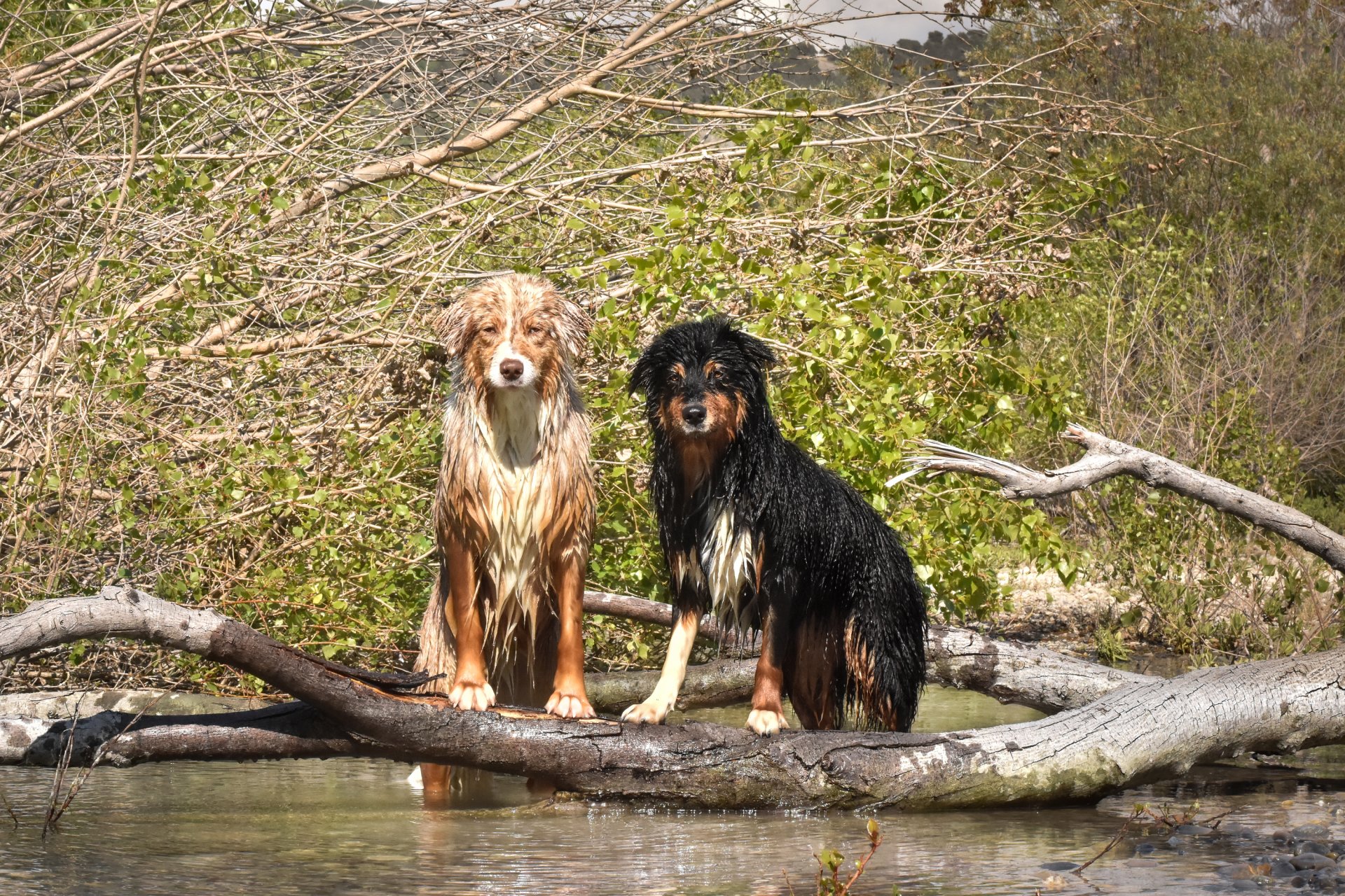 Logside Aussies: Twin Stare Over Water (2K Quad HD Wallpaper ...