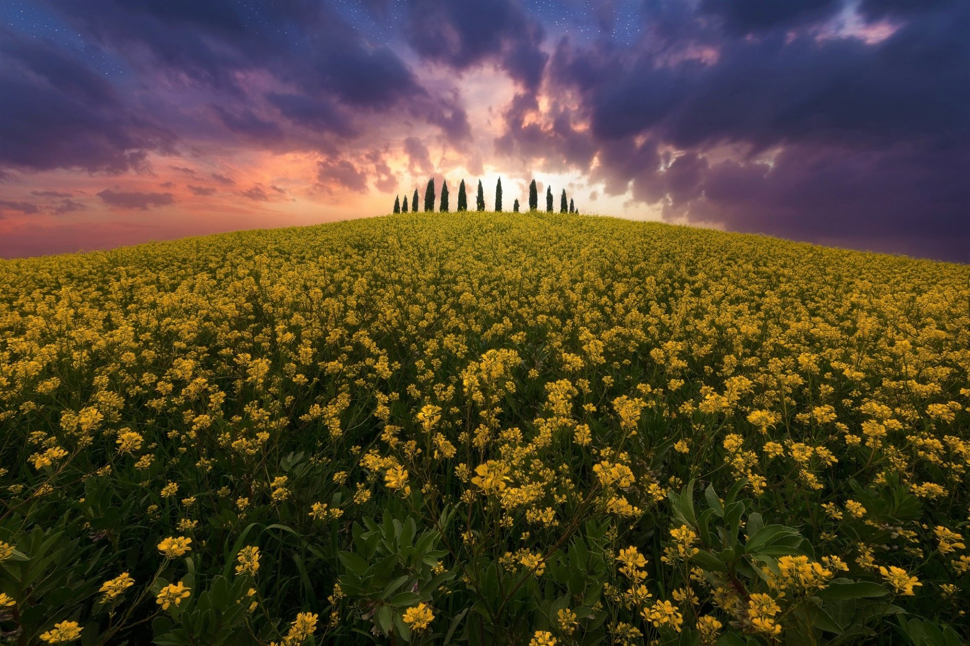 Download Yellow Flower Cloud Sunset Tuscany Tree Rapeseed Field Nature ...
