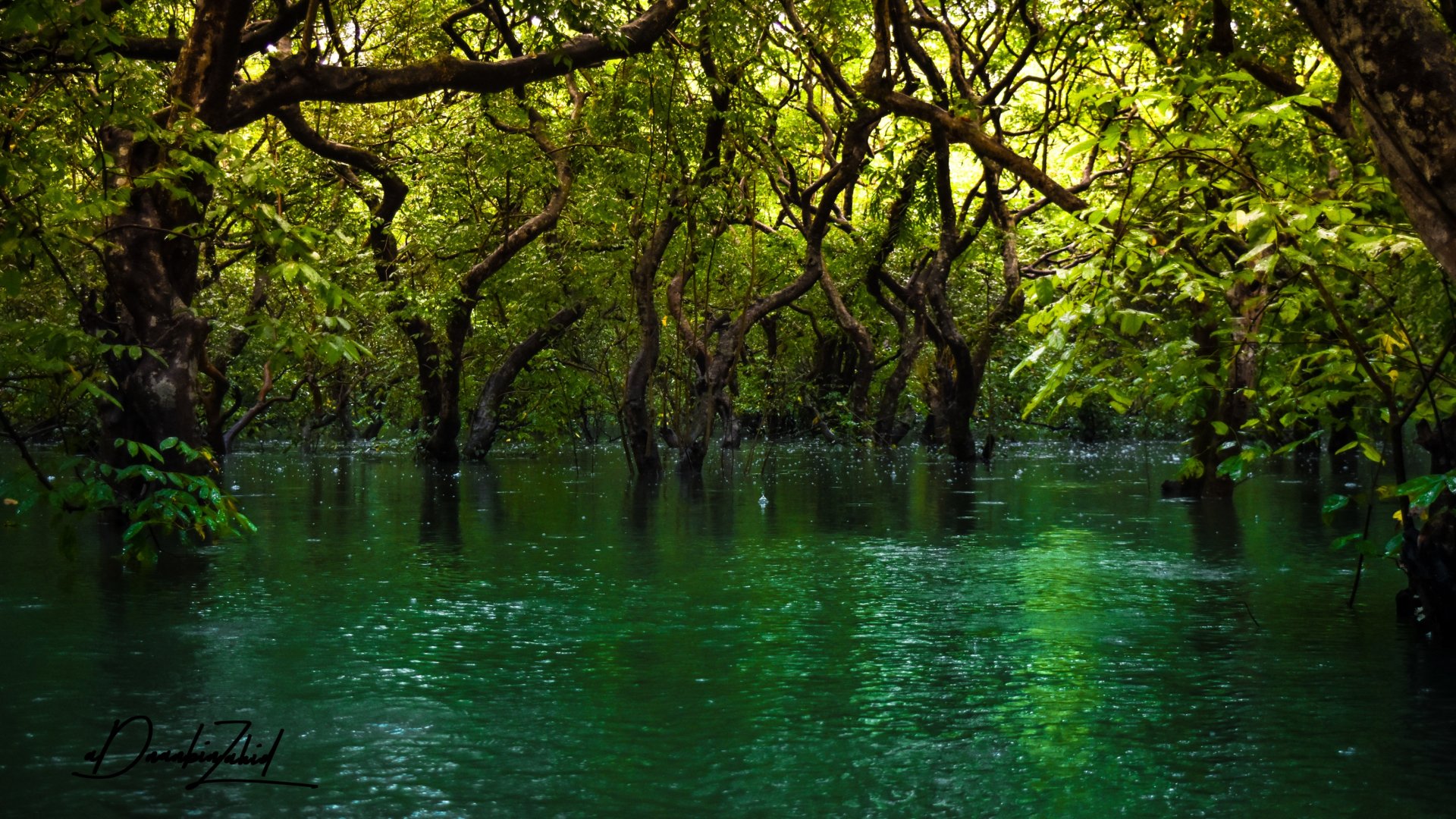 Download Green Tree Water Forest Nature Swamp HD Wallpaper by Adnan Bin ...