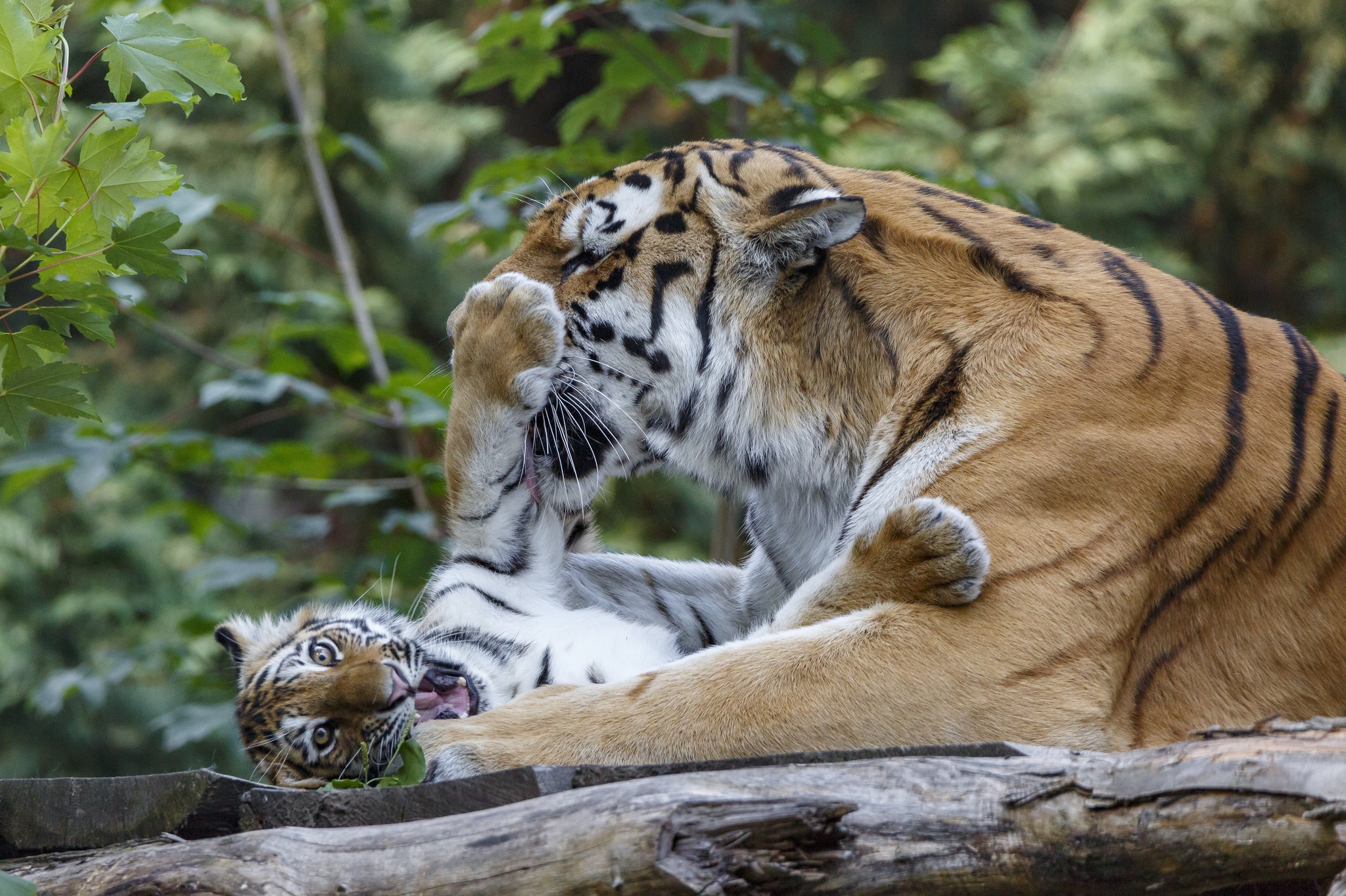 Majestic Tiger Cub and Mom | HD Animal Wallpaper