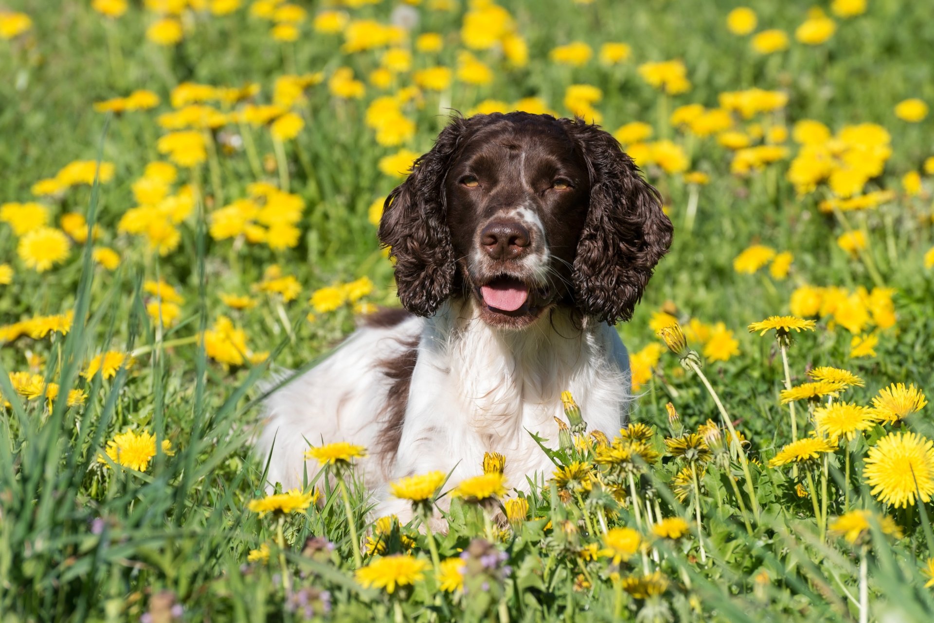 Download Yellow Flower Dandelion Dog Animal English Springer Spaniel 4k ...