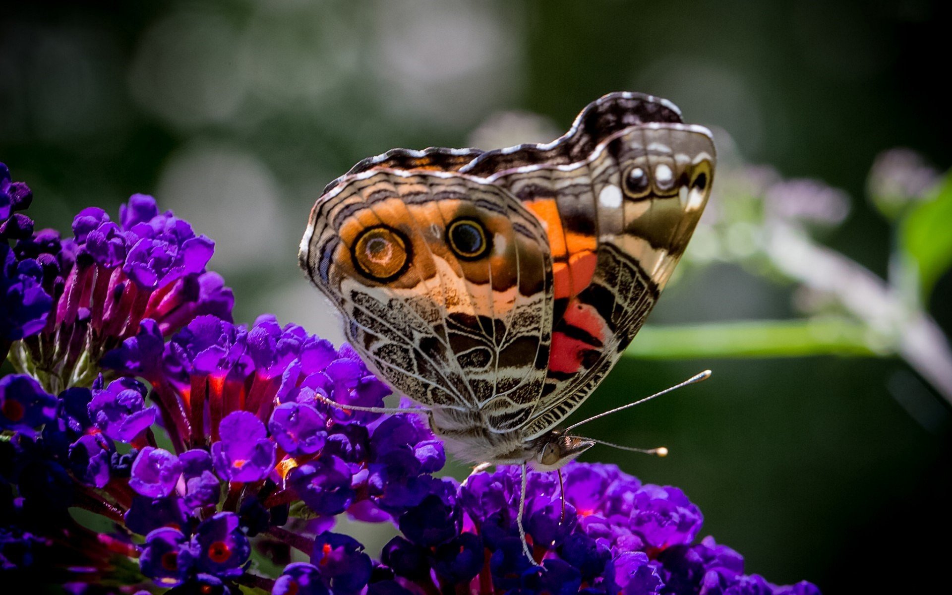 Download Macro Flower Colorful Animal Butterfly HD Wallpaper