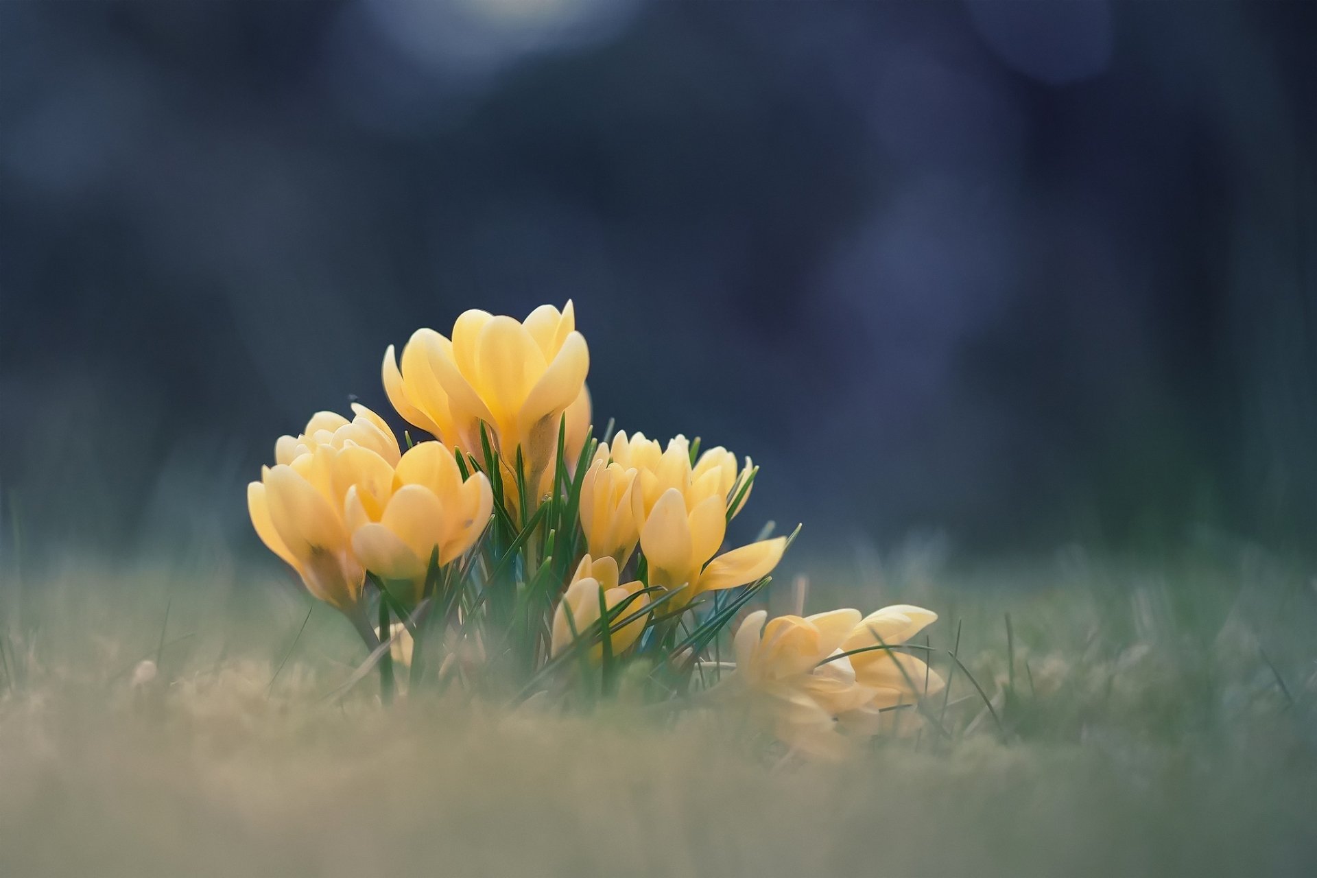 Radiant Yellow Crocus Bloom – Stunning HD Nature Wallpaper