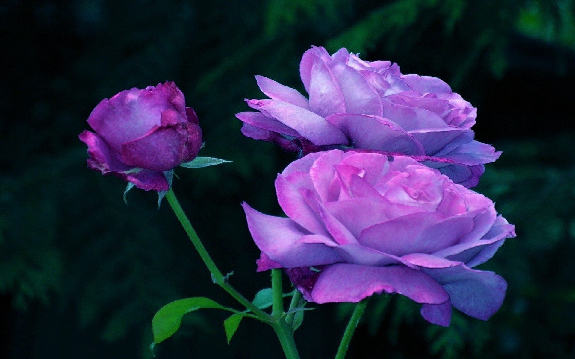 Purple Roses