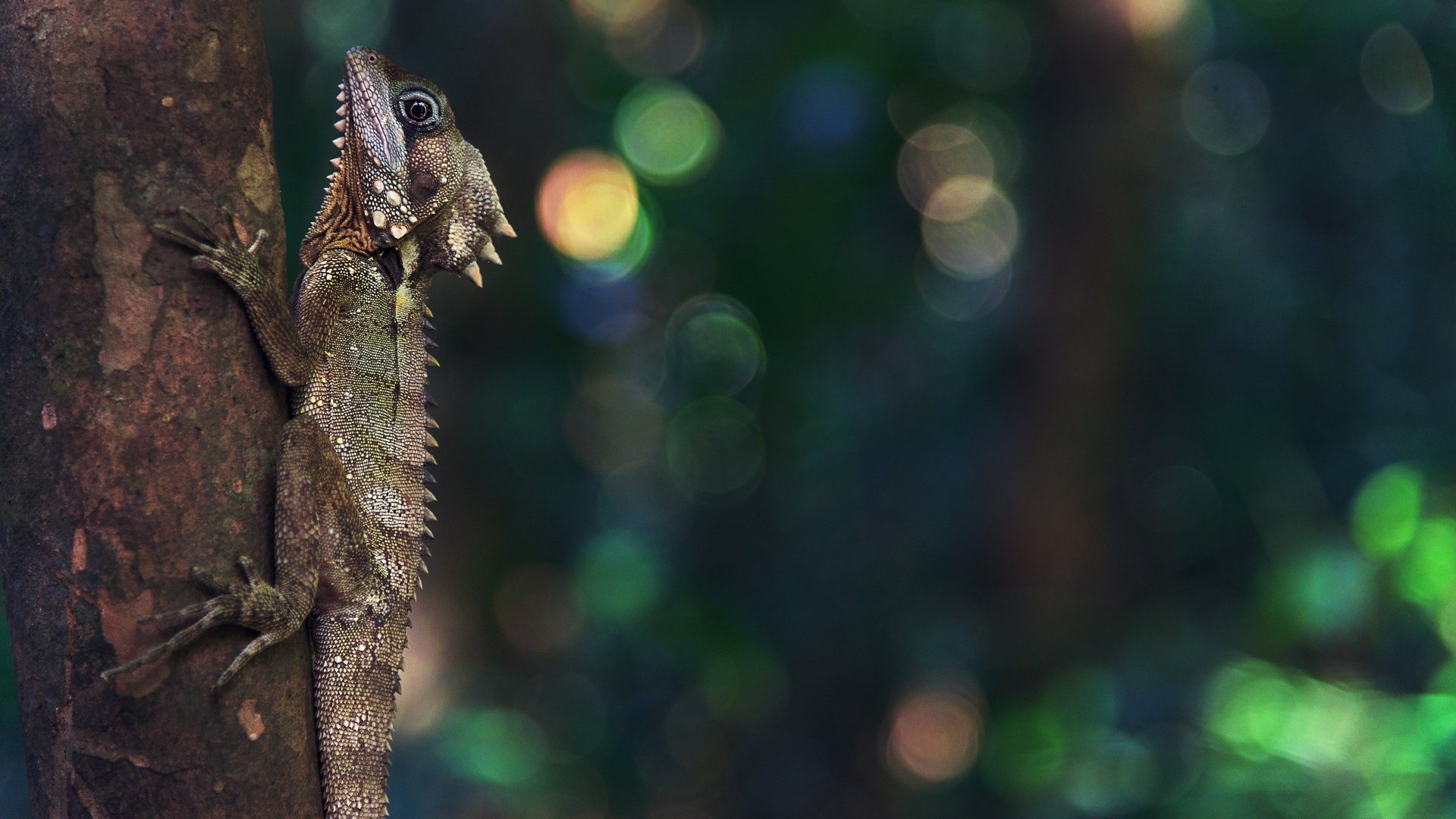 4K Ultra HD Lizard Portrait with Dreamy Bokeh Background