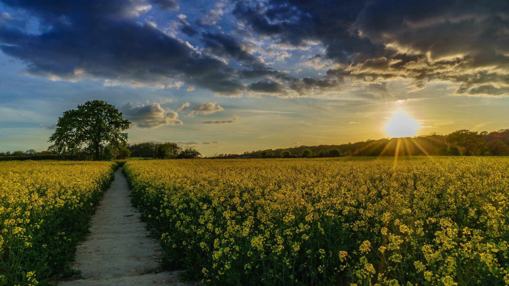 Download Sky Yellow Flower Sunrise Path Summer Flower Field Nature ...