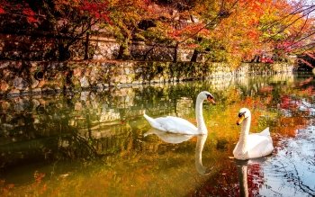 Mute swan Pfp