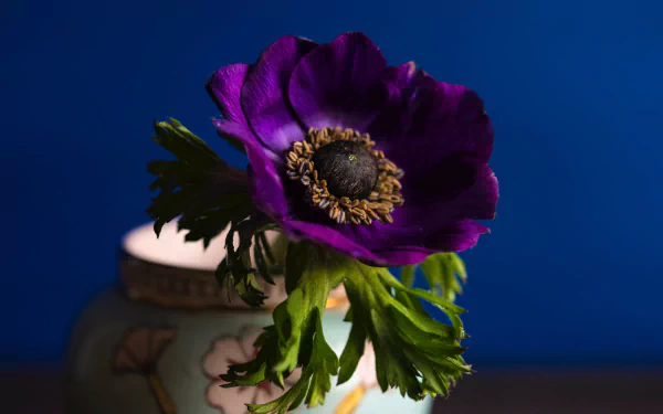 Download Flower Purple Flower Nature Anemone HD Wallpaper