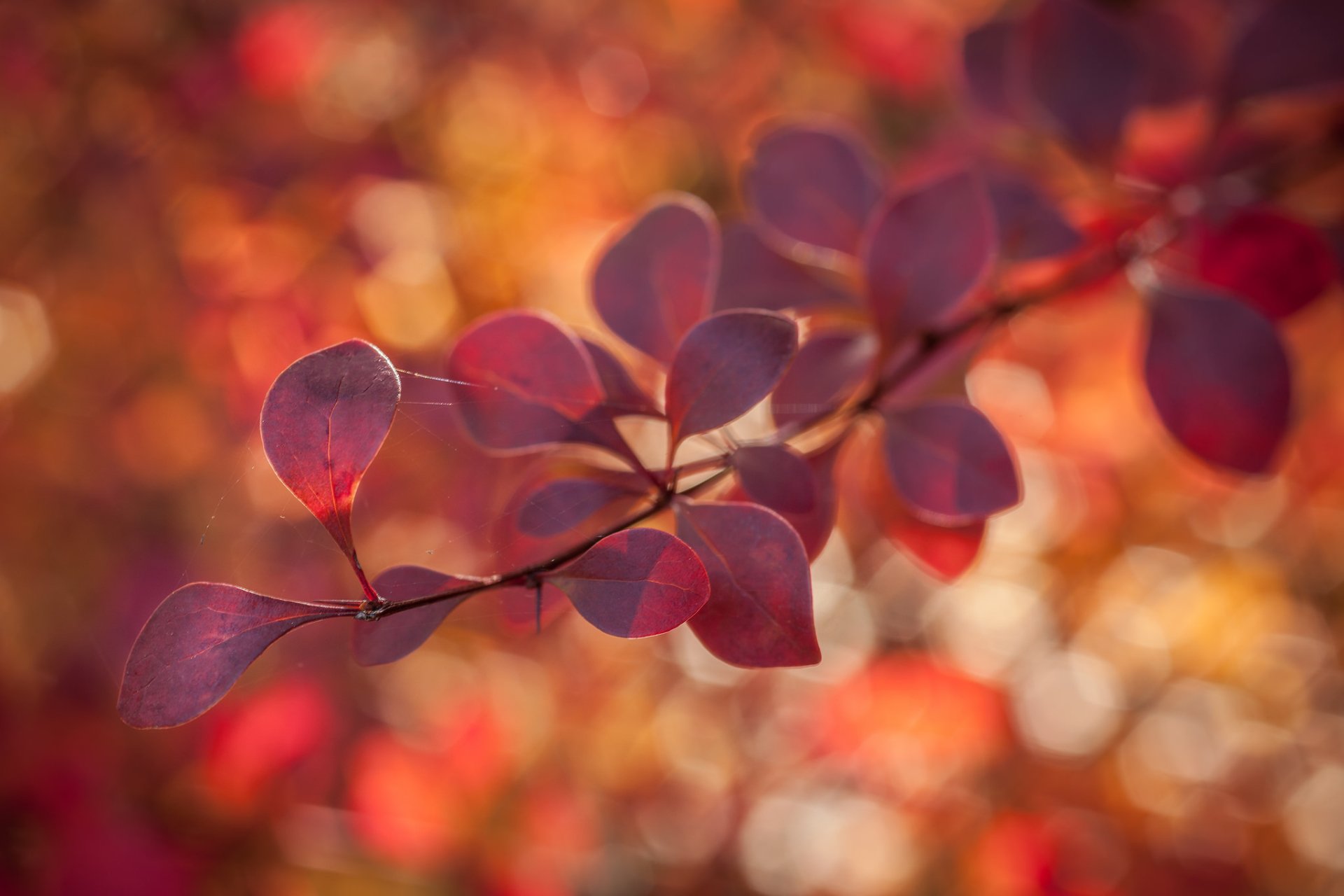 Download Fall Bokeh Nature Leaf HD Wallpaper