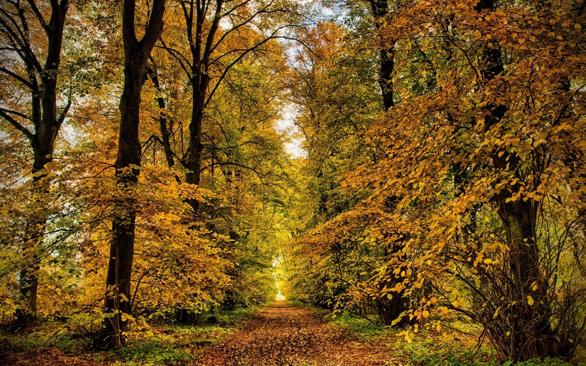 Download Fall Forest Nature Path HD Wallpaper | 1920x1200 | Wallpaper Abyss
