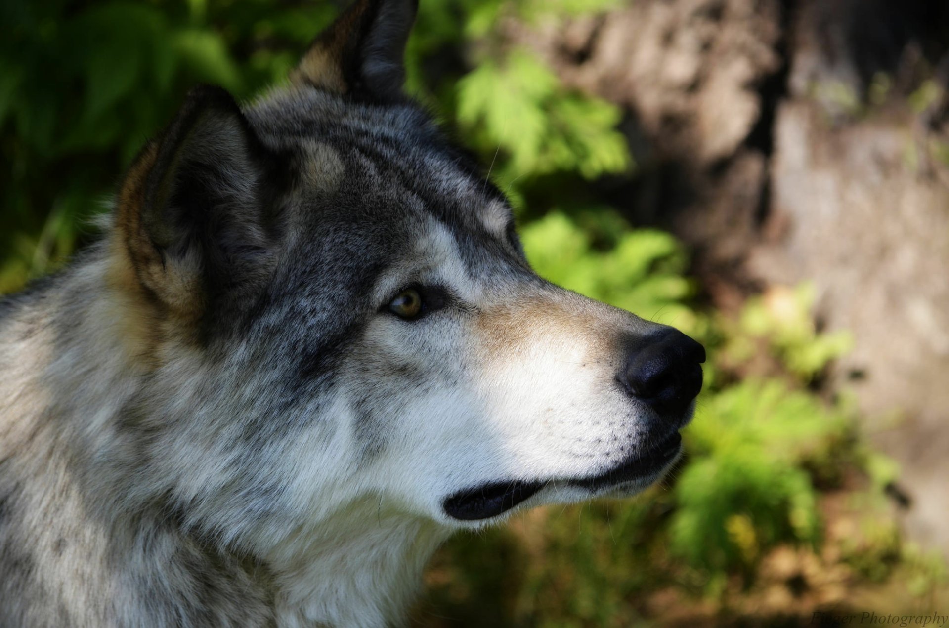 Majestic Wolf Muzzle Close-Up – HD Animal Wallpaper