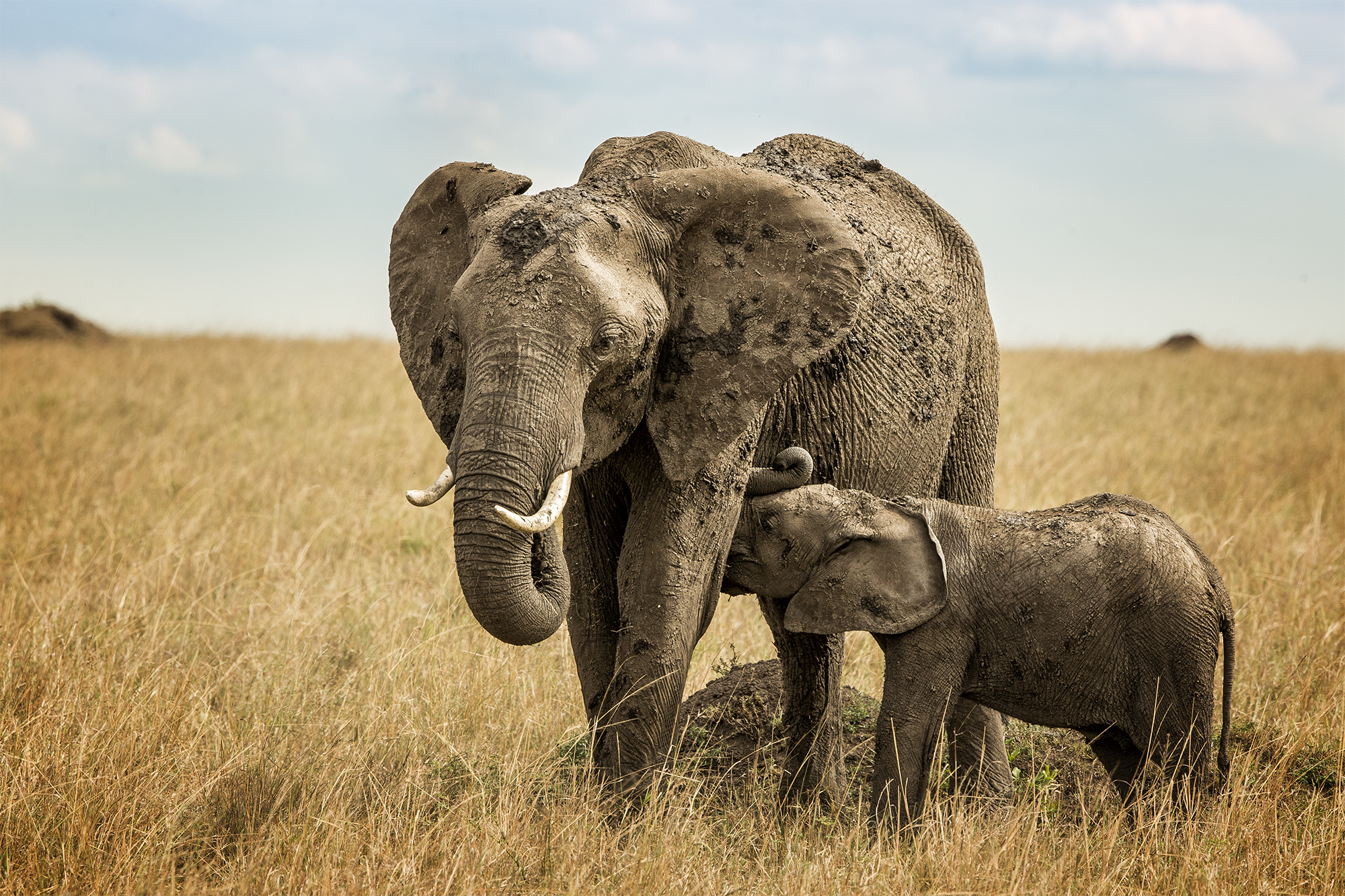 Full Hd Wallpaper Elephant