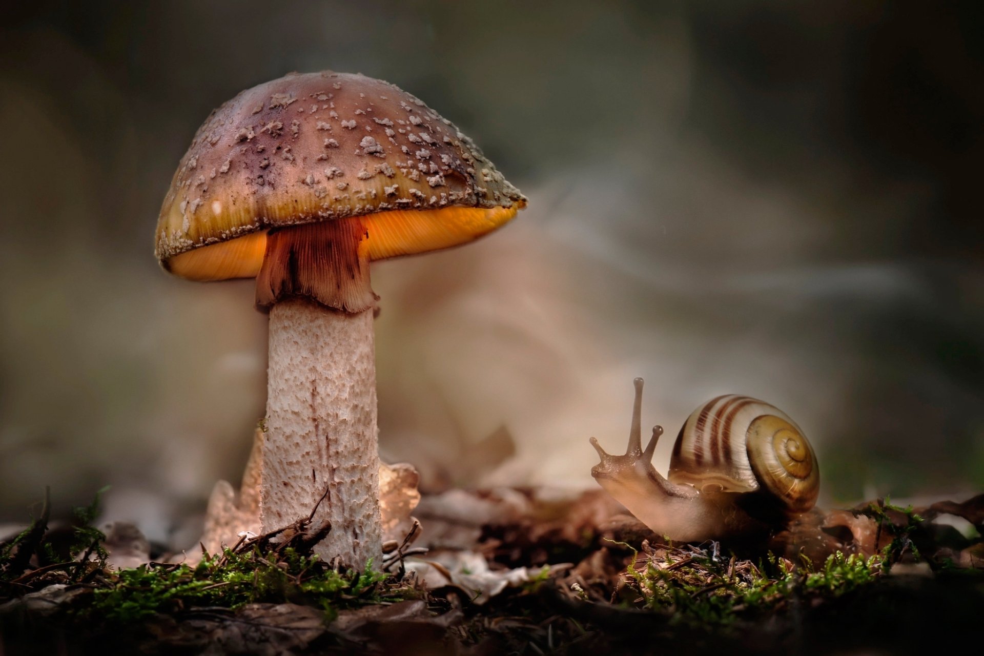 Download Snail Macro Fall Nature Mushroom HD Wallpaper