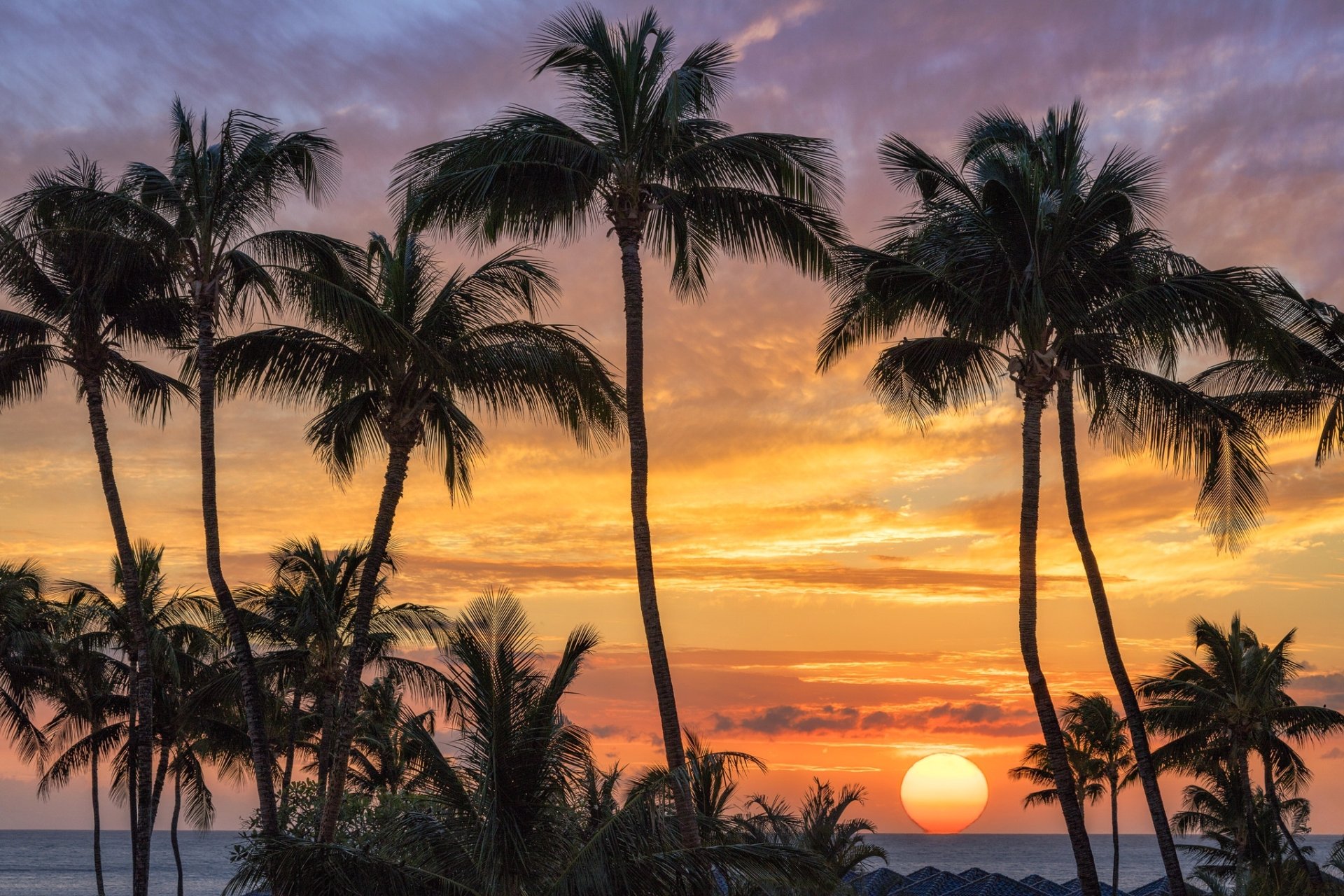 Tropical Sunset Serenity: Palm Trees Embrace the Ocean Horizon in HD ...