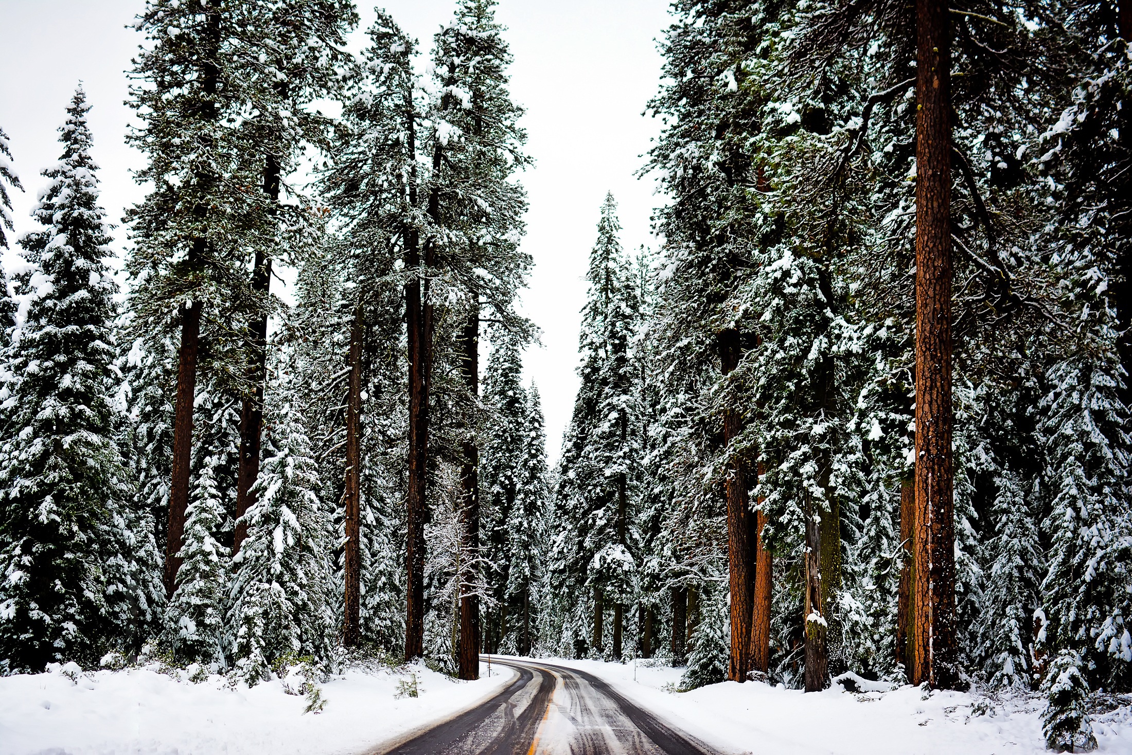Winter Road Through Snow-Covered Forest: Nature Meets Man-Made Path