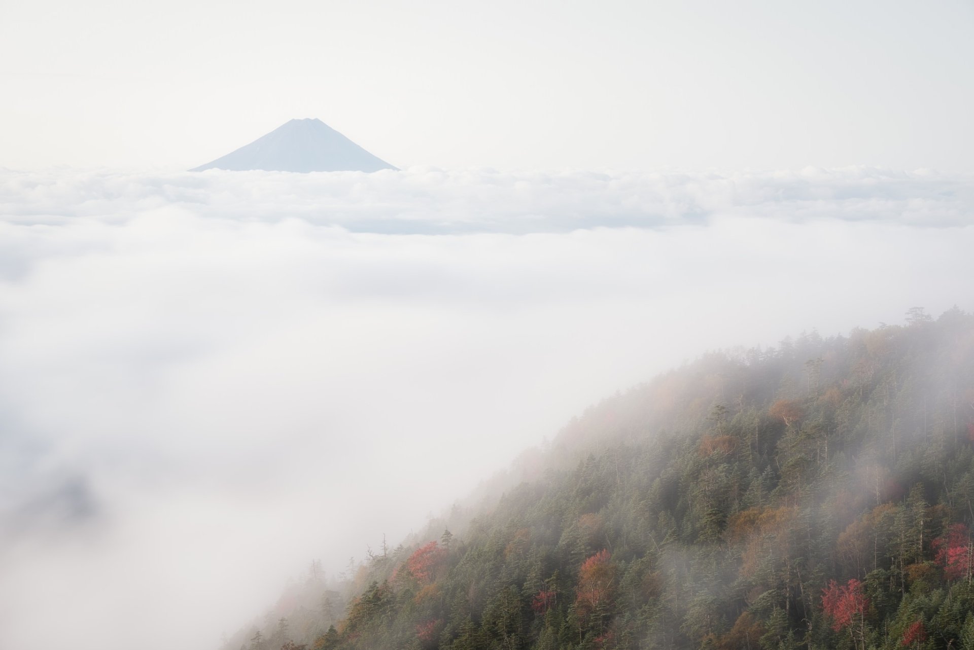 Download Nature Fog HD Wallpaper