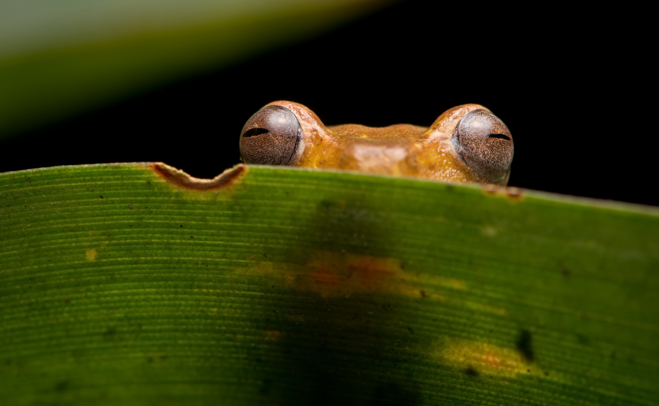 Download Amphibian Macro Frog Animal Tree Frog HD Wallpaper