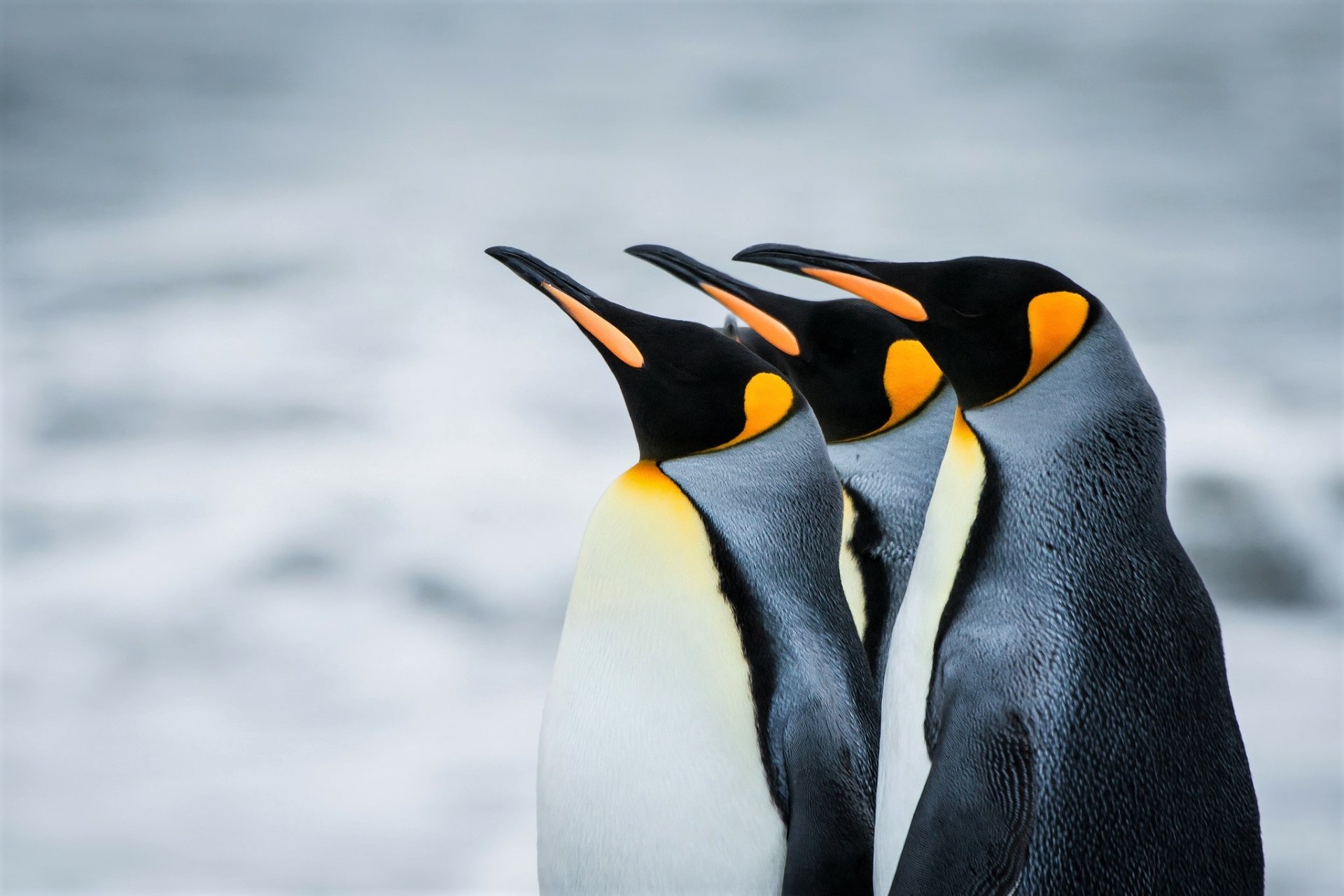 Majestic King Penguins HD Wallpaper – Stunning Bird & Animal Portrait