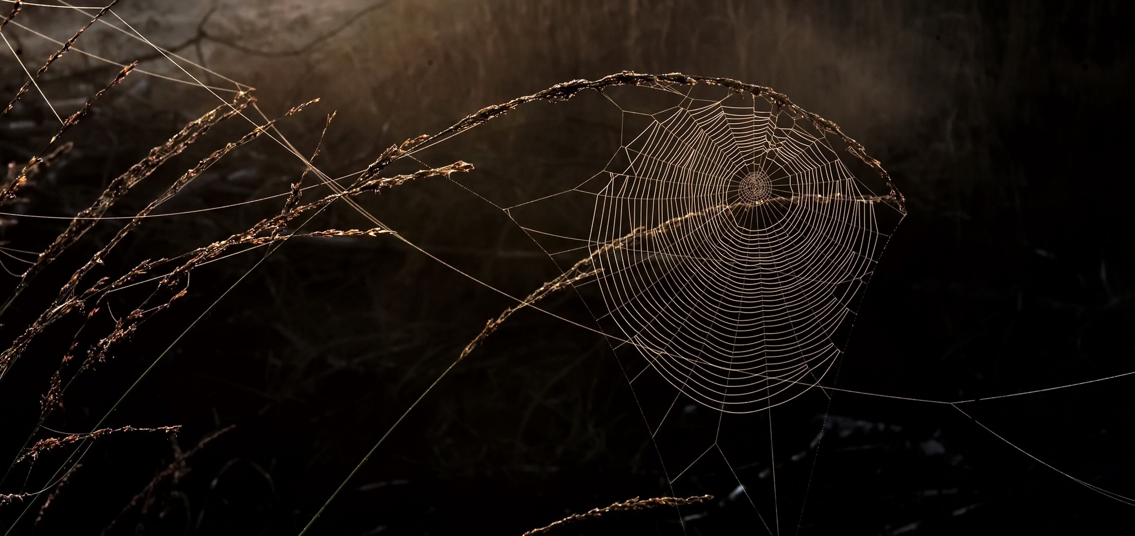 Download Macro Photography Spider Web HD Wallpaper