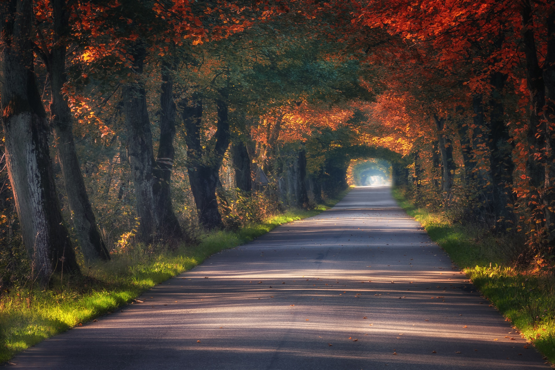 Download Tree-lined Fall Tree Man Made Road HD Wallpaper