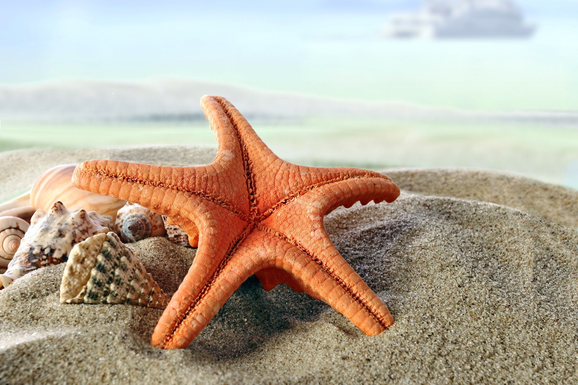 Download Sand Shell Animal Starfish HD Wallpaper